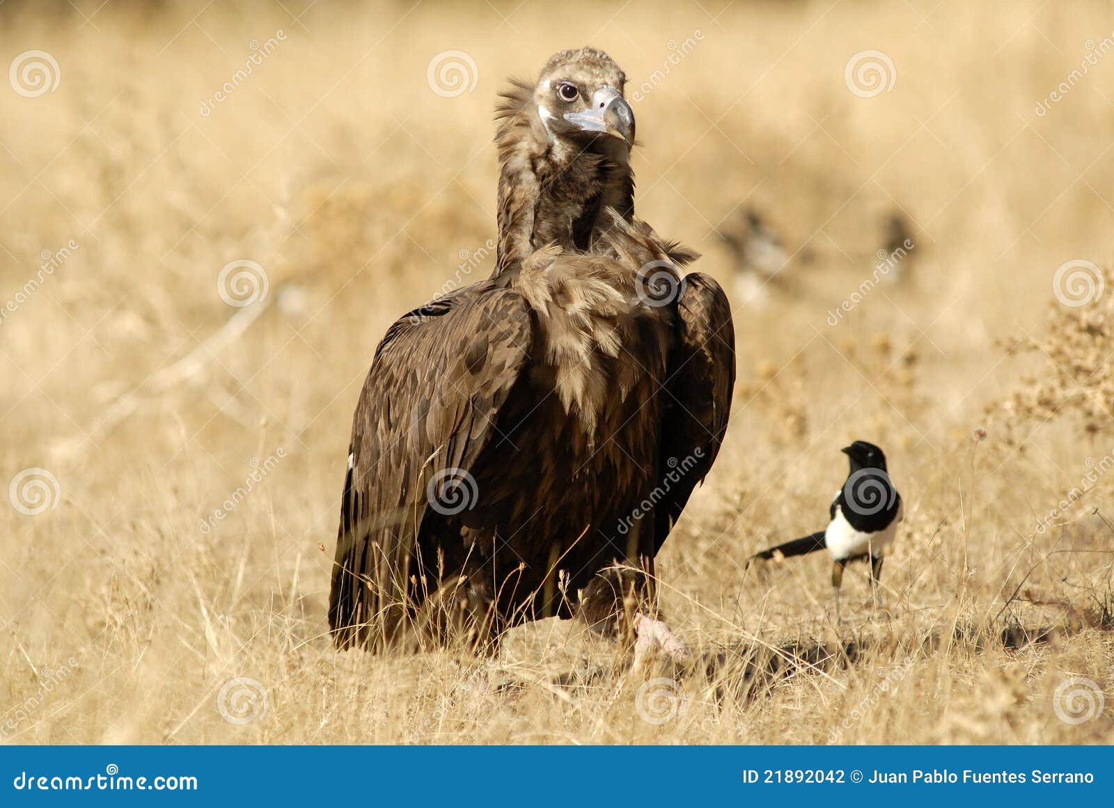 A black vulture stock photo. Image of legs, feathers - 21892042