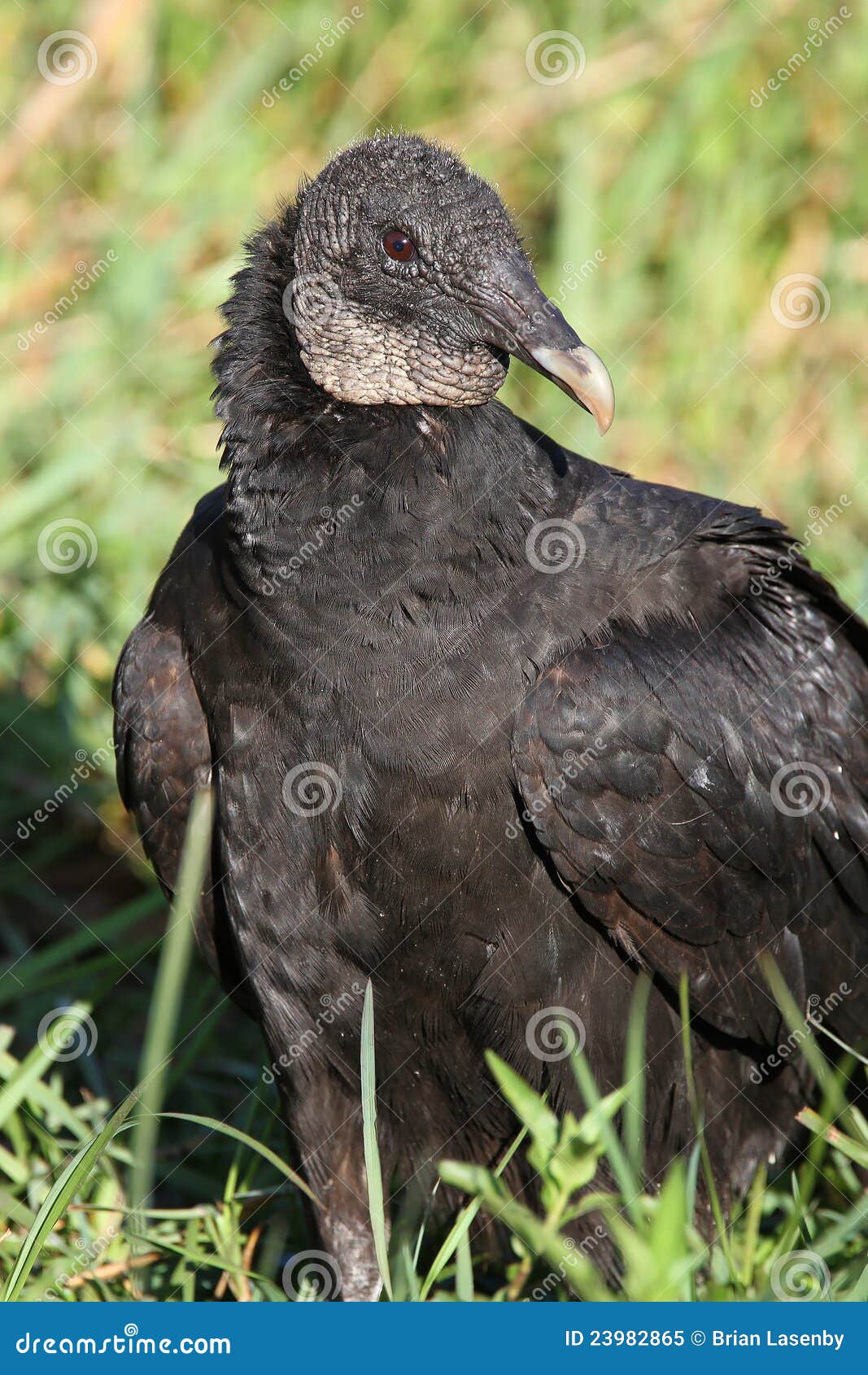 Black Vulture stock image. Image of national, vertical - 23982865