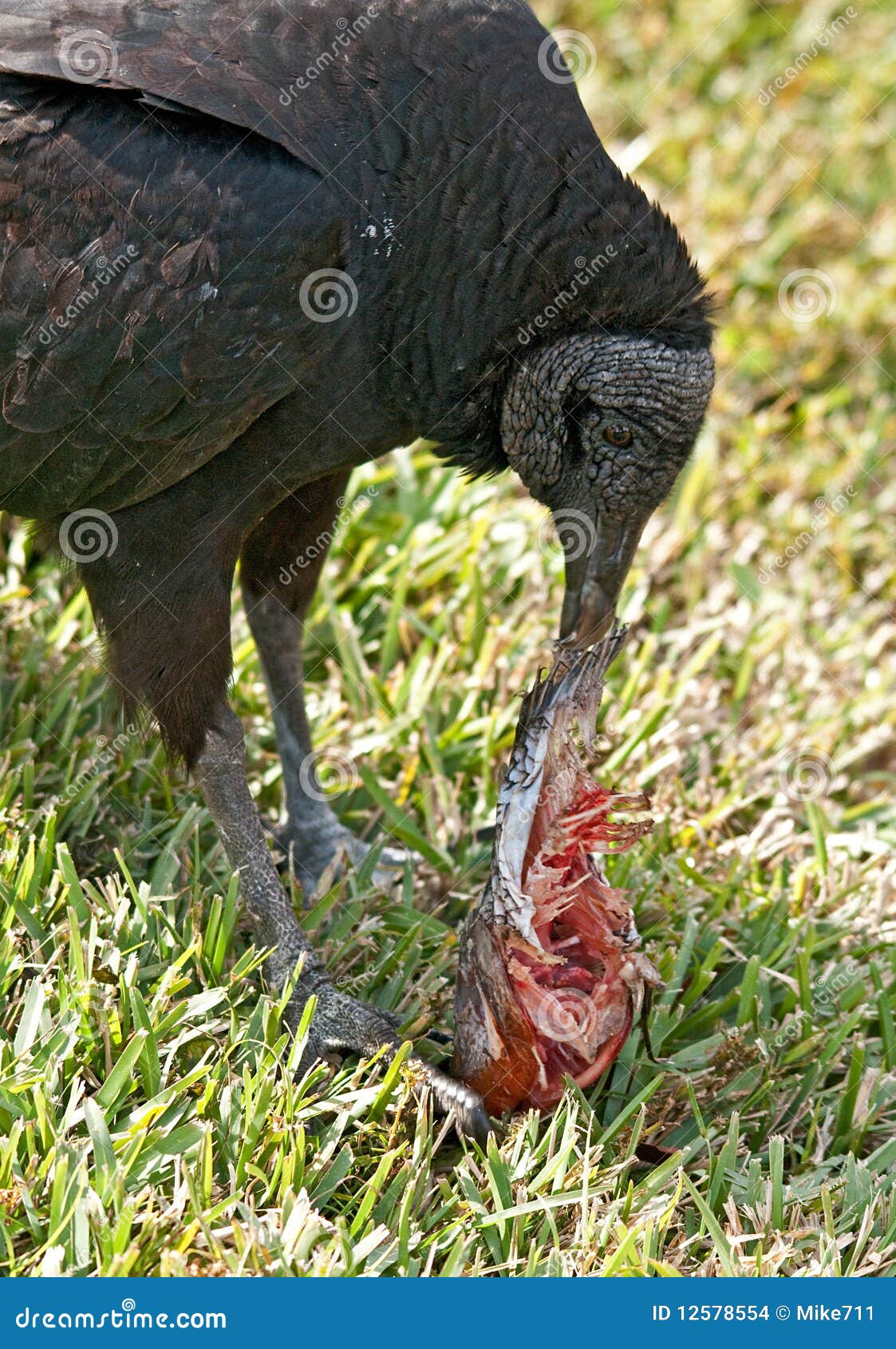 Black Vulture Eating stock photo. Image of flying, grass - 12578554