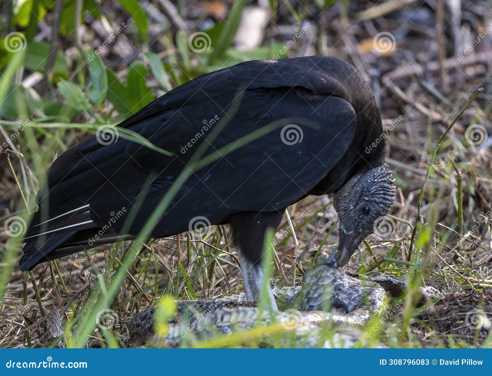Black Vulture Eating a Dead Python Along the Roadside in the Everglades ...