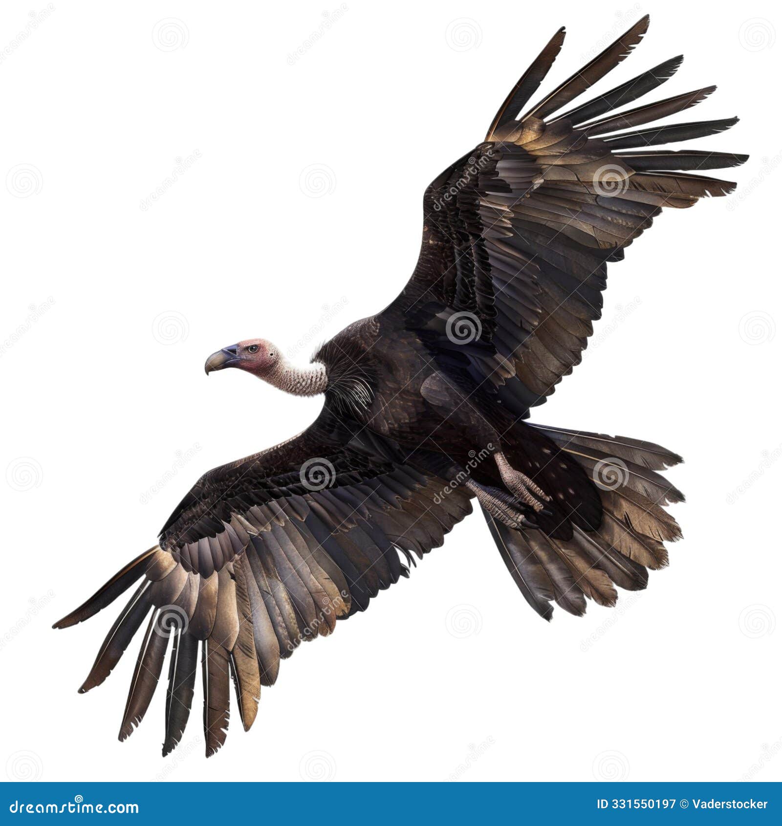 Vulture In Flight Isolated On White Background. Low Poly Graphics ...