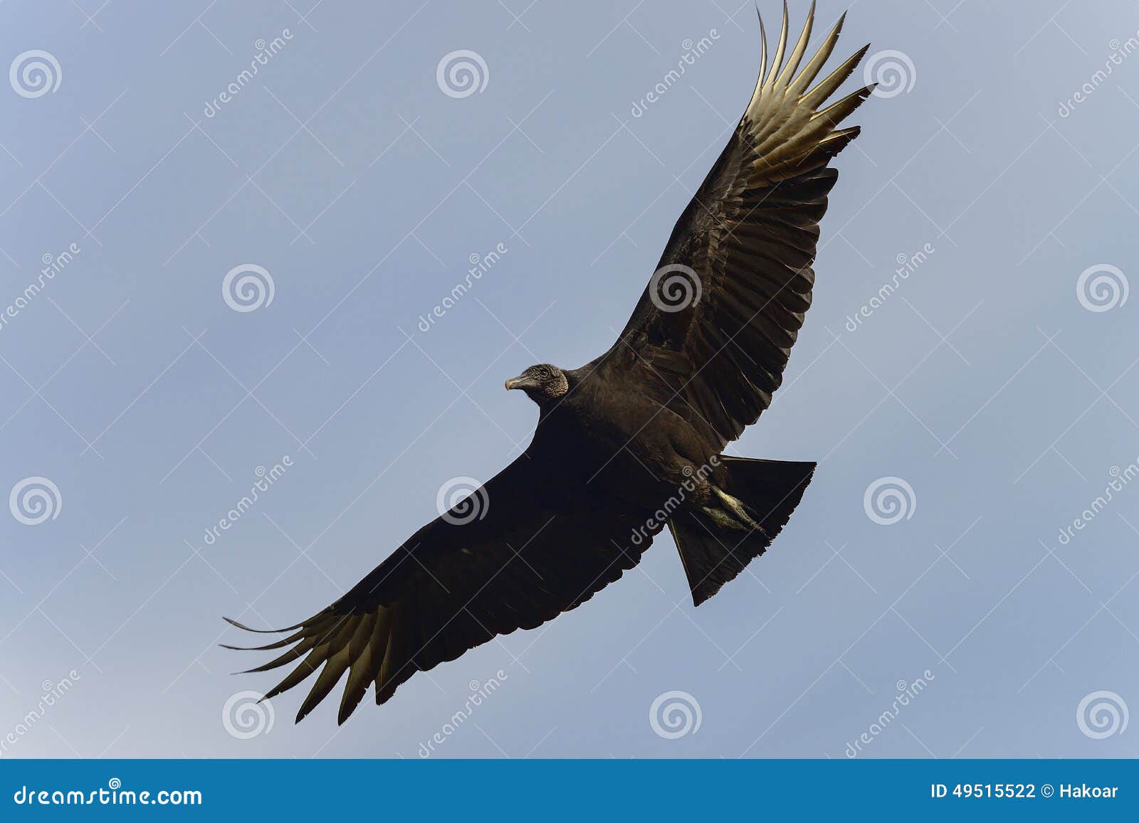 Black vulture stock photo. Image of flying, looking, scavenger - 49515522