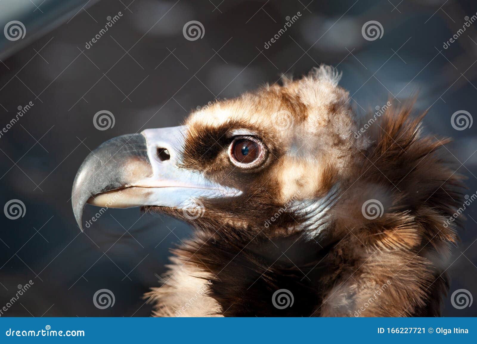 Black vulture head closeup stock image. Image of stare - 166227721