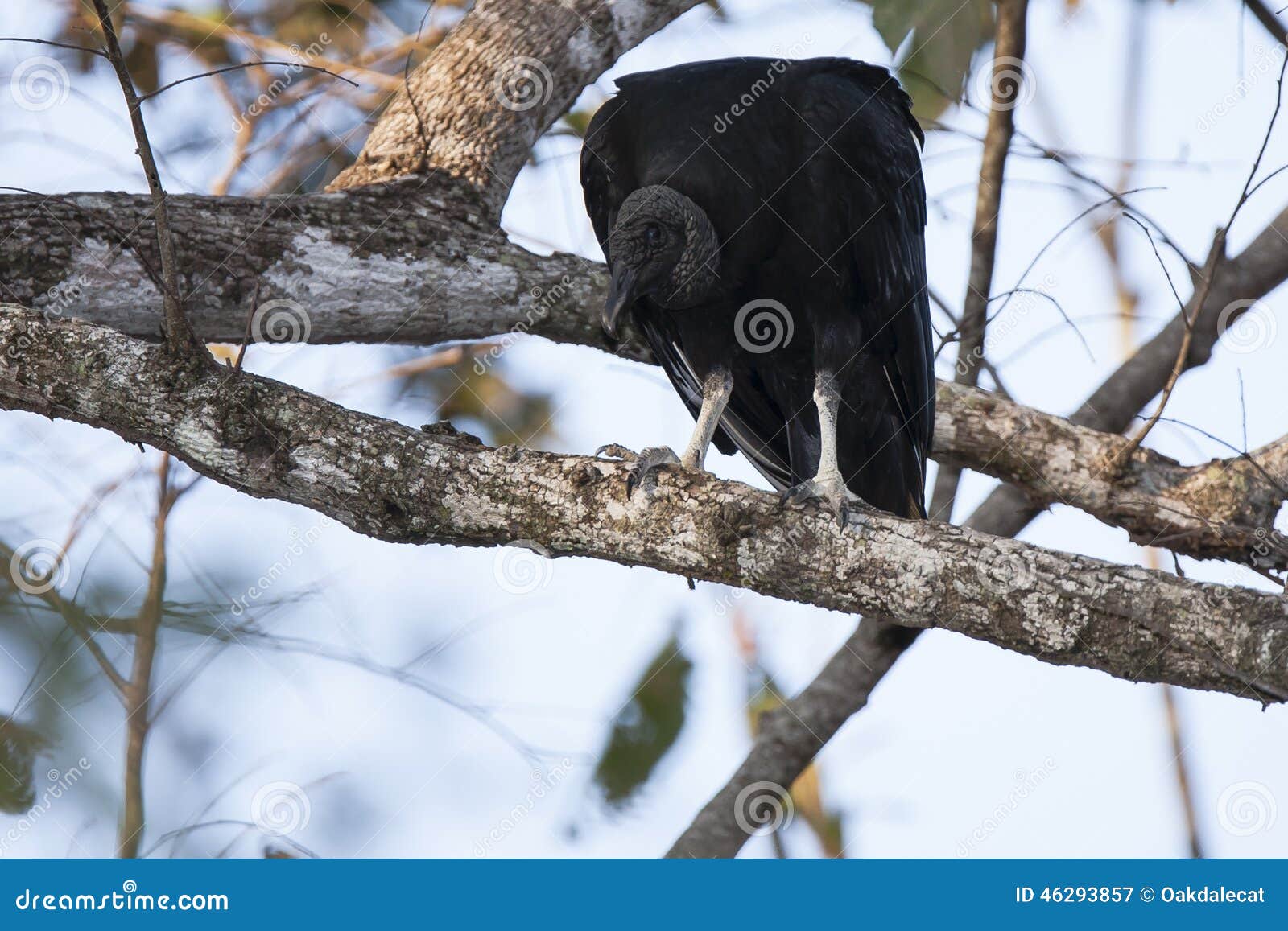 Black Vulture Hunched on Tree Branch Stock Image - Image of tree ...