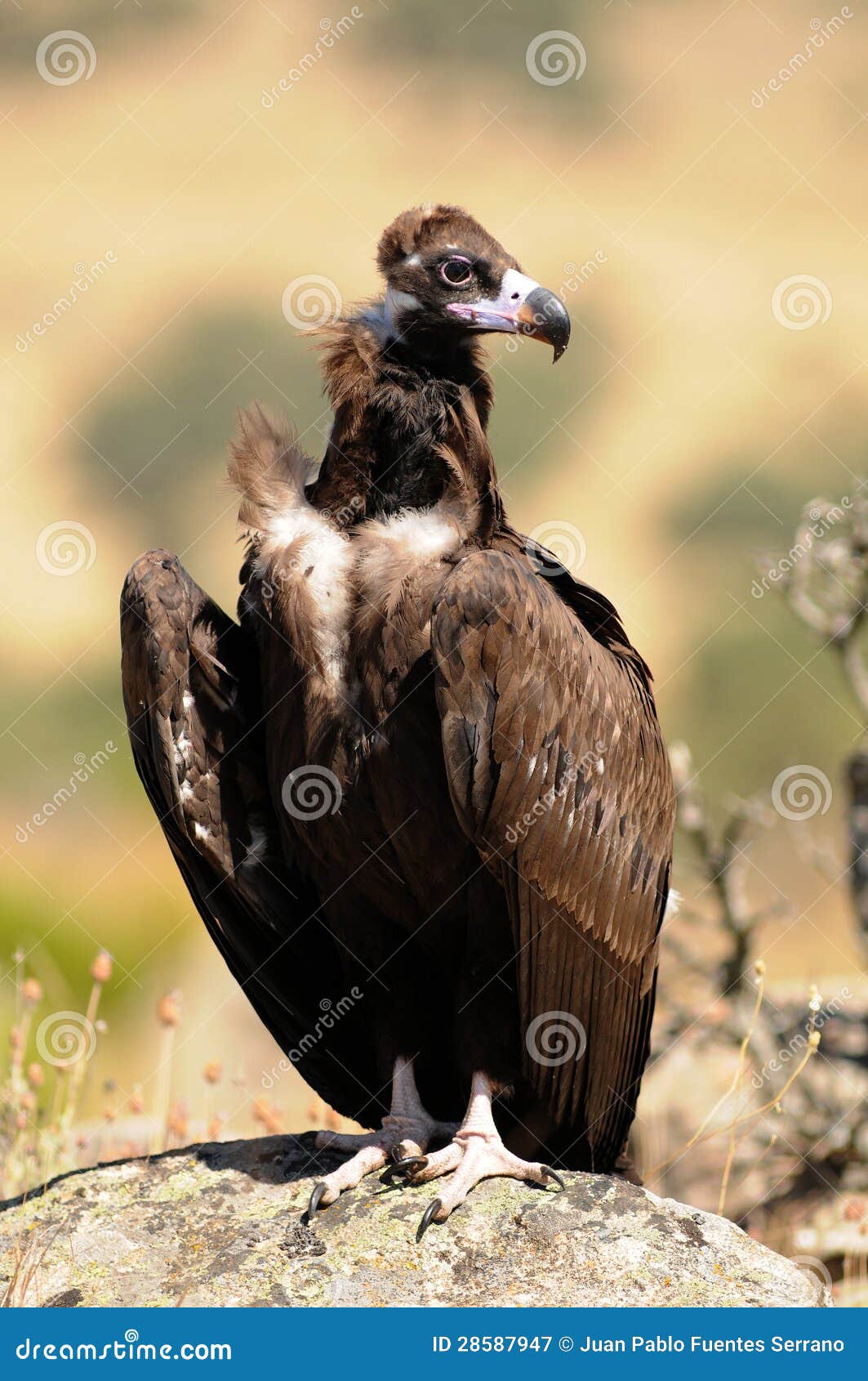 Black Vulture Perched on a Rock Stock Image - Image of birds, natural ...