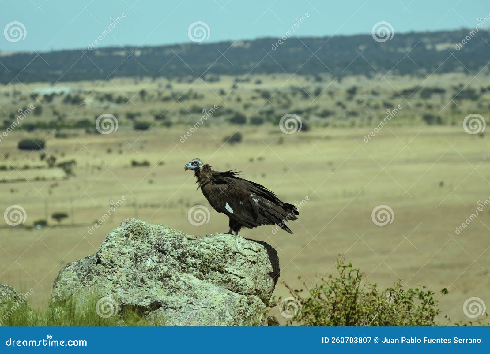 Black Vulture Rests on a Rock in the Field Stock Image - Image of face ...