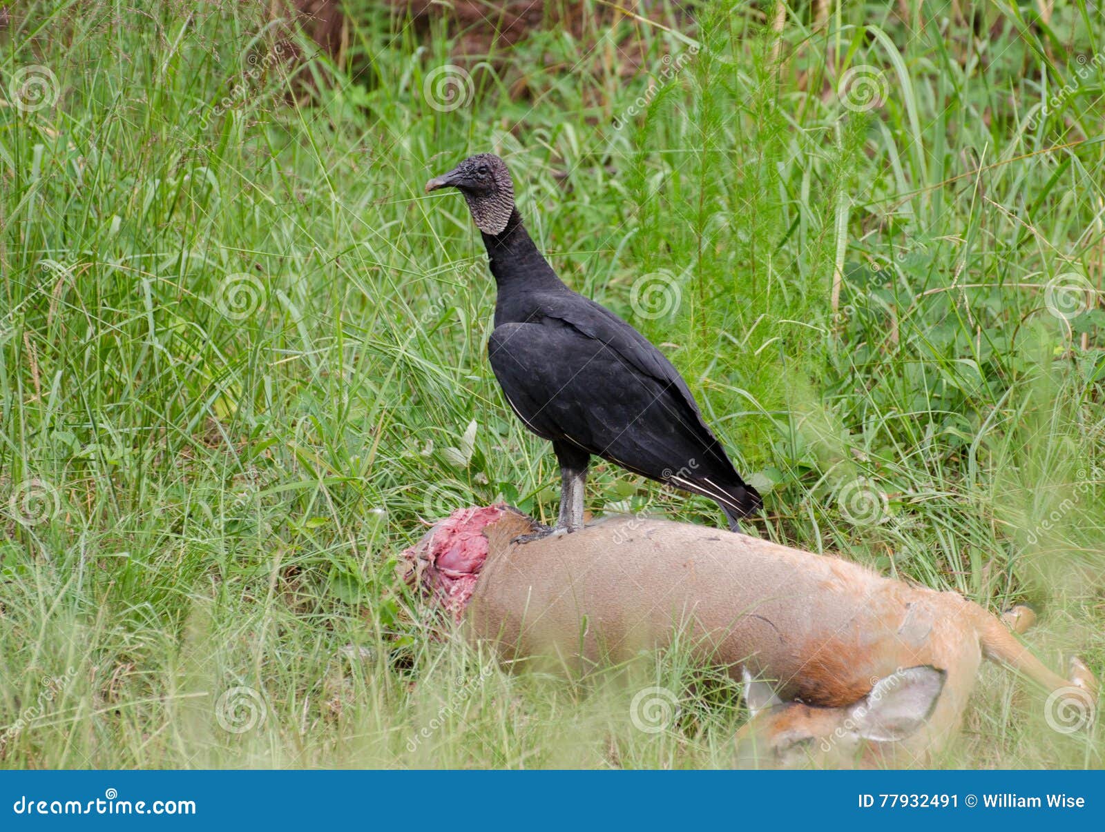 Black Vulture on Roadkill Deer Stock Image - Image of crow, georgia ...