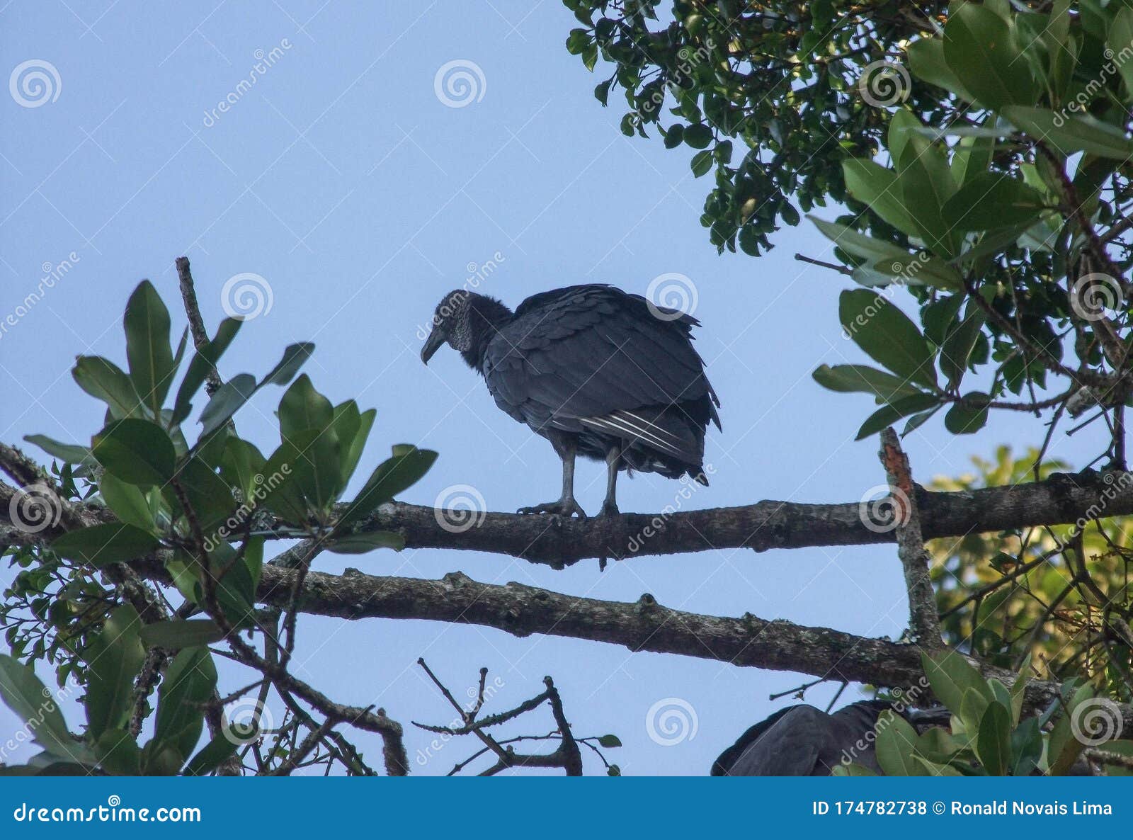 Black vulture in tree stock photo. Image of green, tree - 174782738