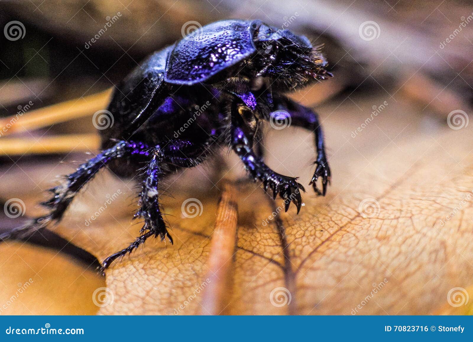 Black walking insect stock photo. Image of grass, beauty - 70823716