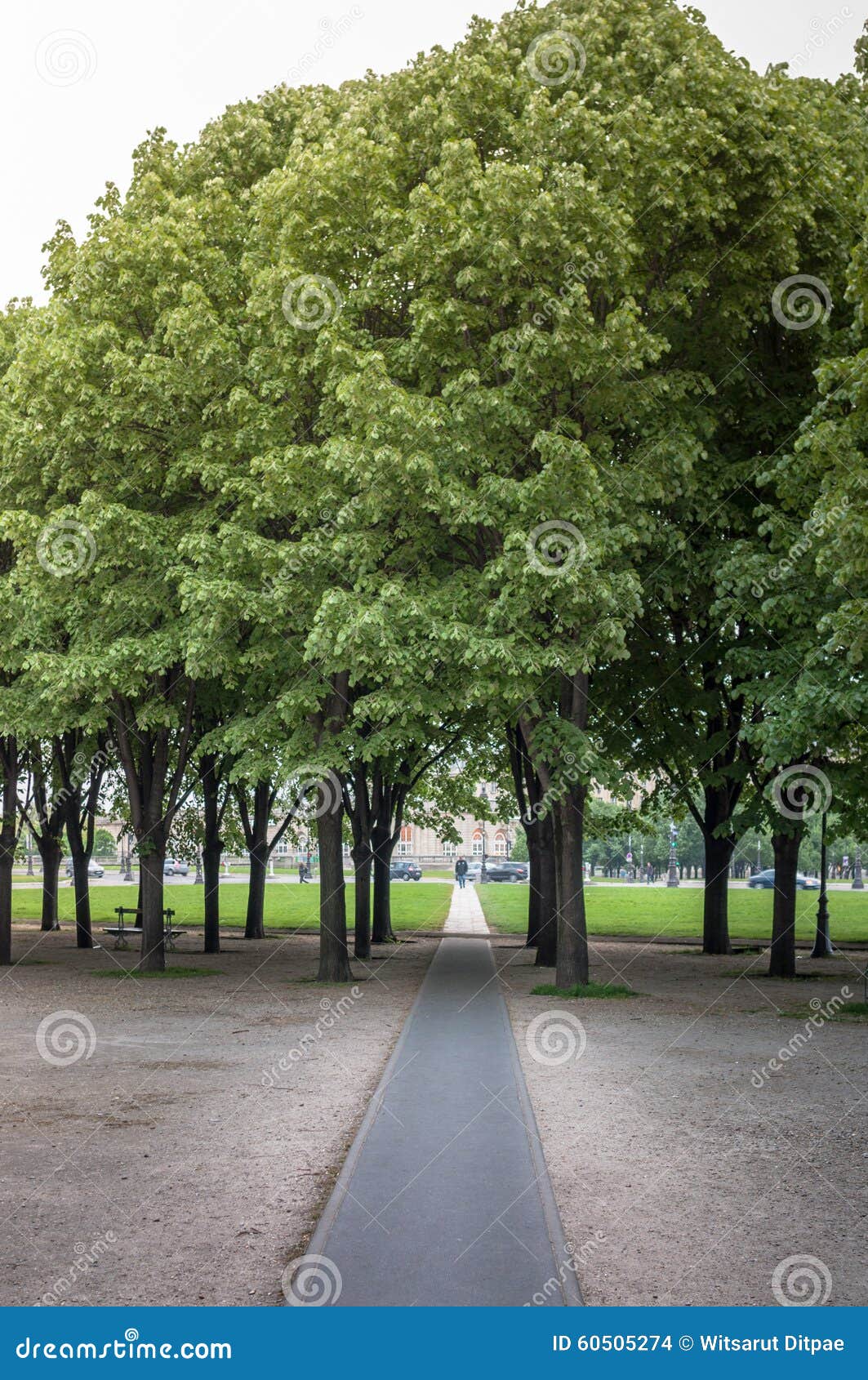 Black Walkway through Grop of Trees Stock Photo - Image of scenery ...