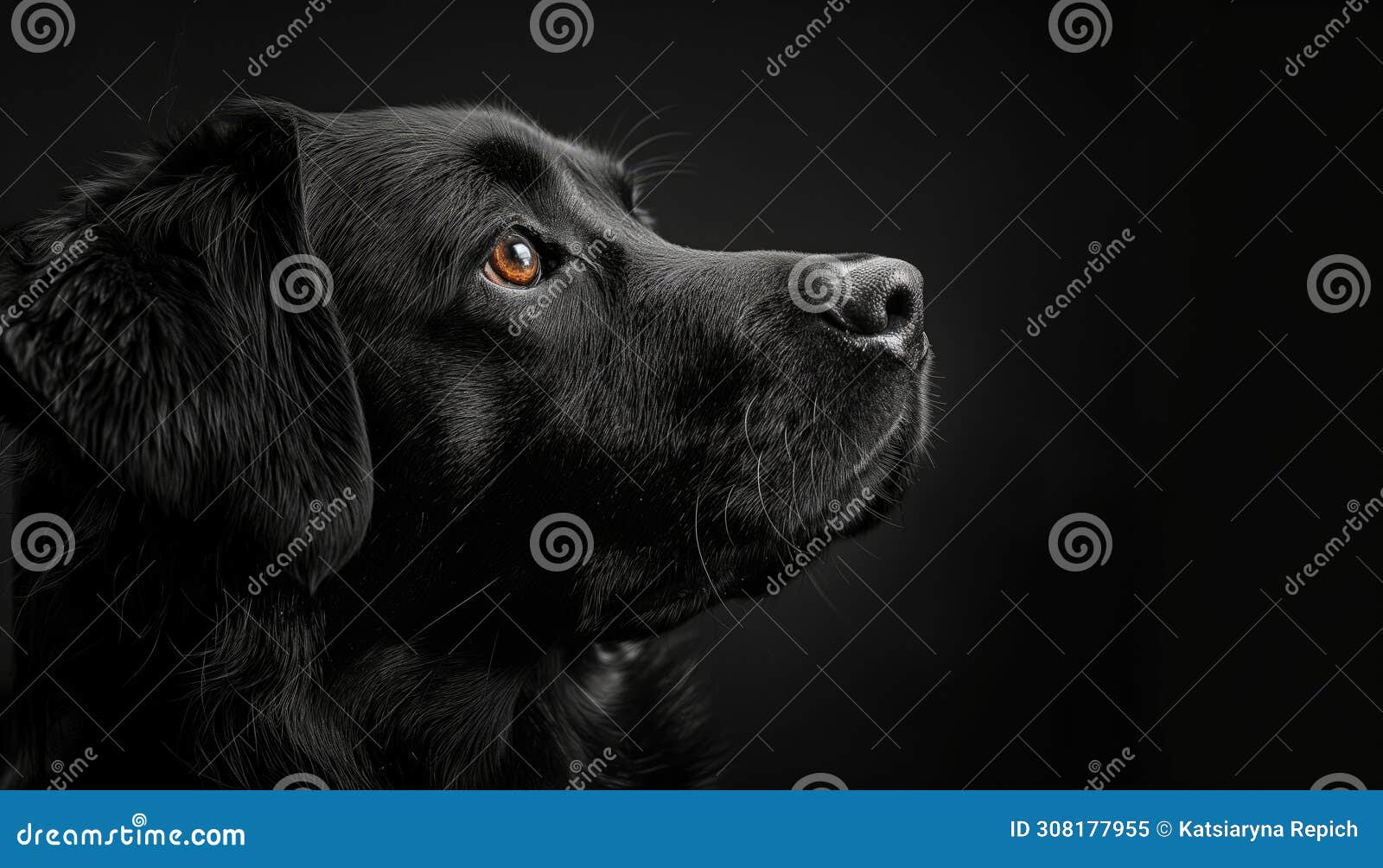 Black Wallpaper. Portrait of a Black Labrador Retriever on a Black ...
