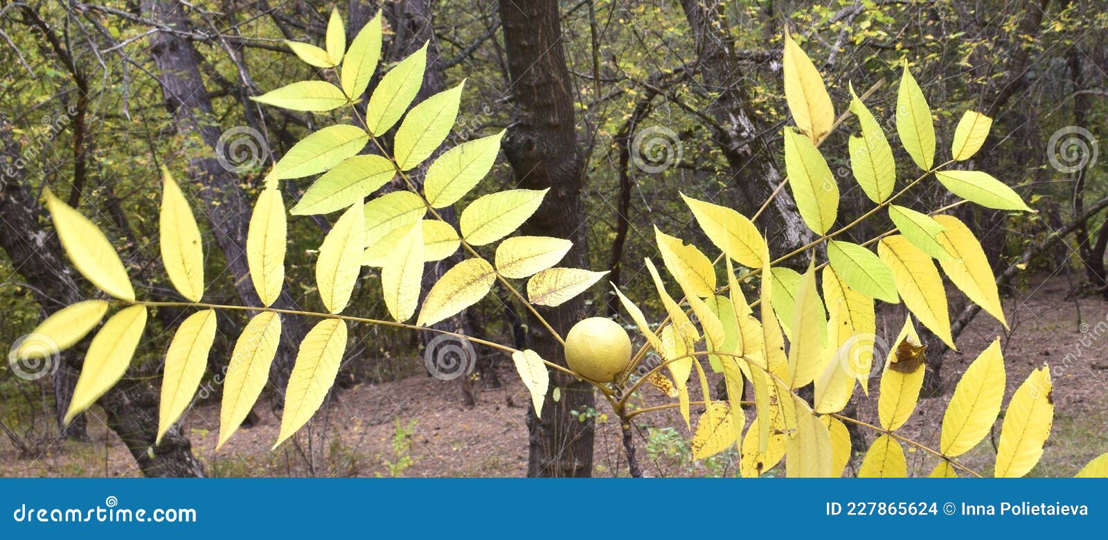 Black Walnut, Juglans Nigra Tree . Leaves and Fruit in Autumn Stock ...