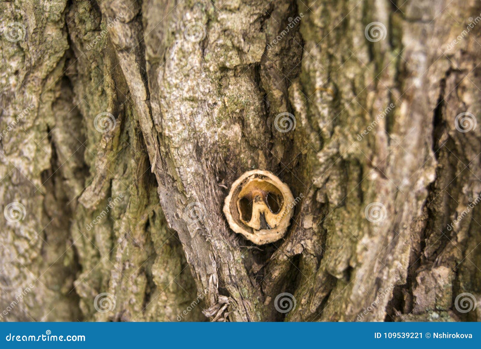 Black Walnut Shell on the Bark Stock Image - Image of grunge, nature ...