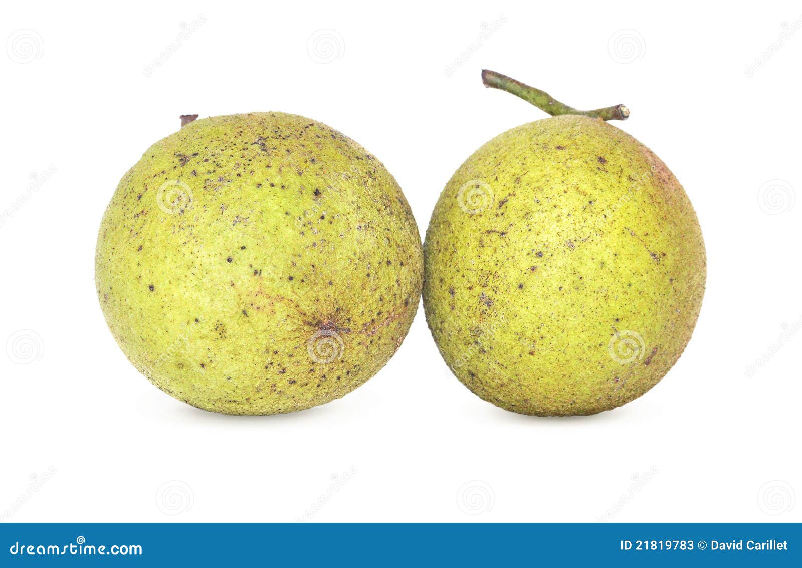 Black walnuts stock image. Image of fruit, unripe, fresh - 21819783