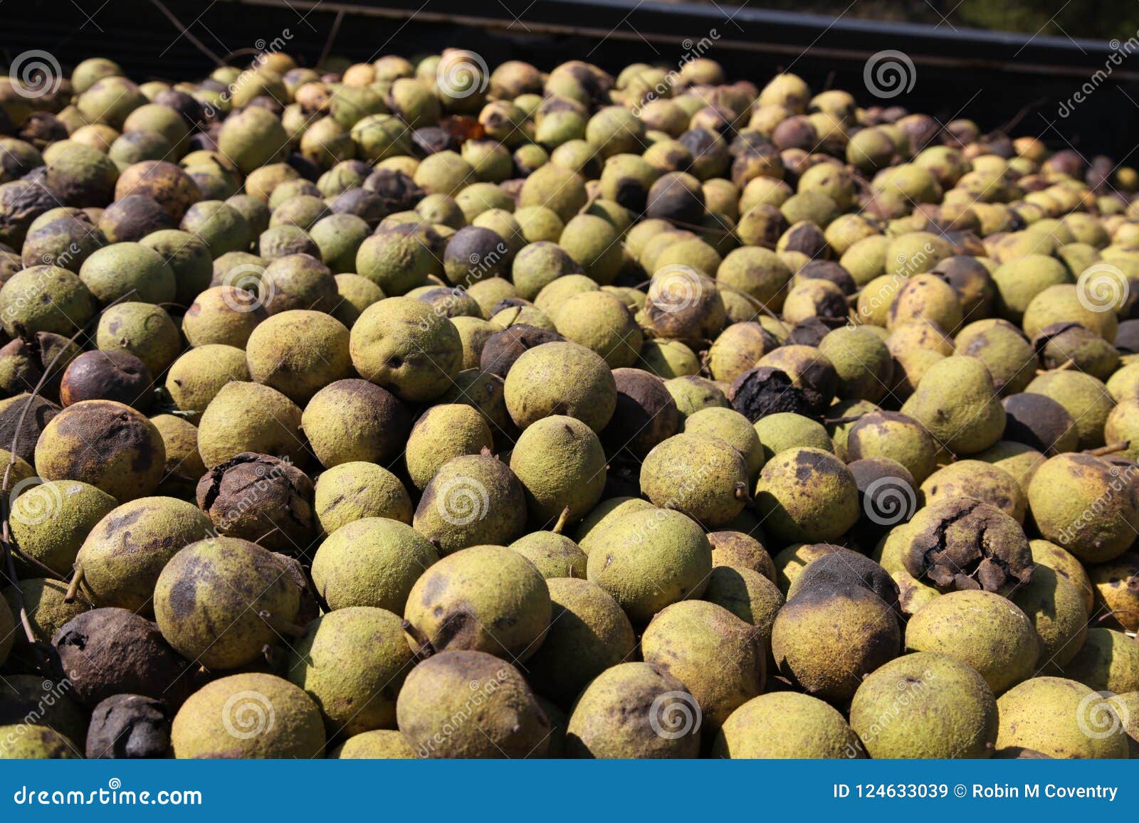 Black Walnuts Ripening in the Fall Stock Image - Image of ripe ...