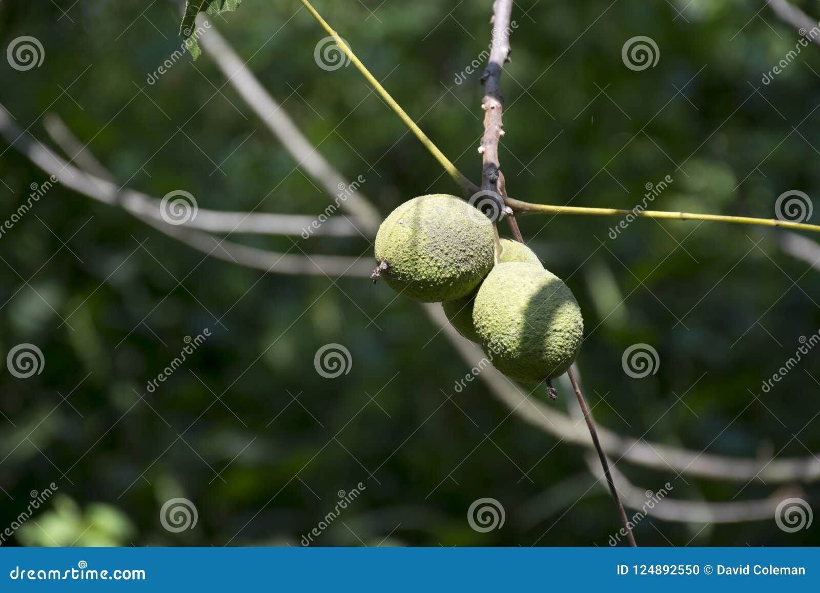 Black walnuts on tree stock photo. Image of rough, nuts - 124892550