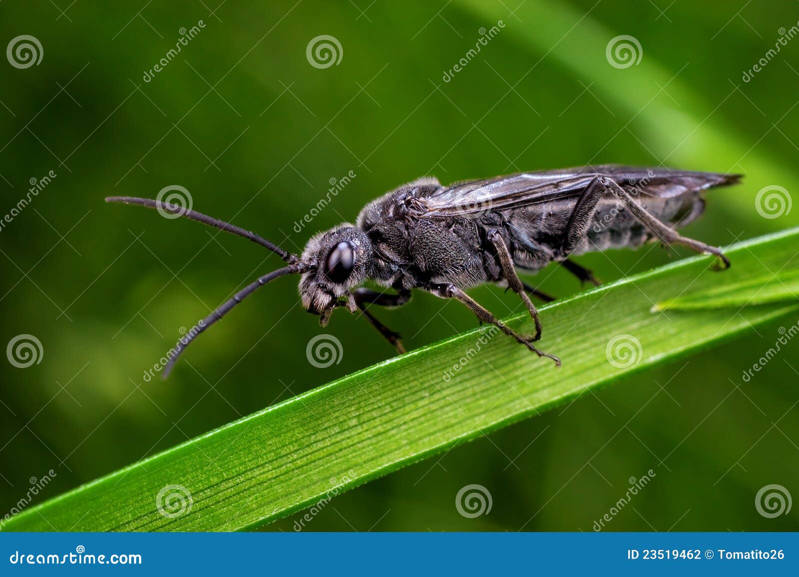 Black wasp stock photo. Image of herbal, picking, closeup - 23519462