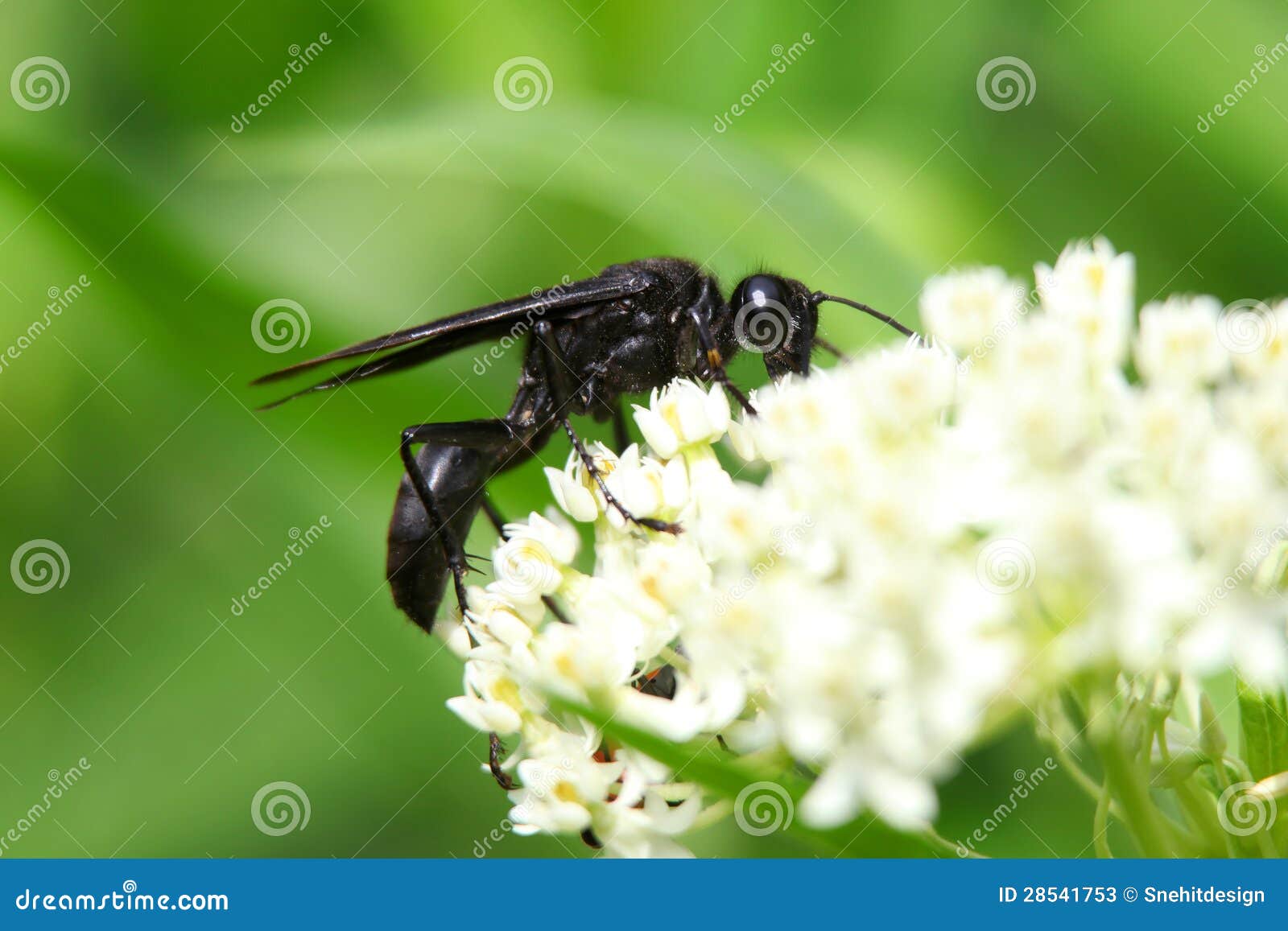 Black wasp stock image. Image of stinger, european, shoot - 28541753
