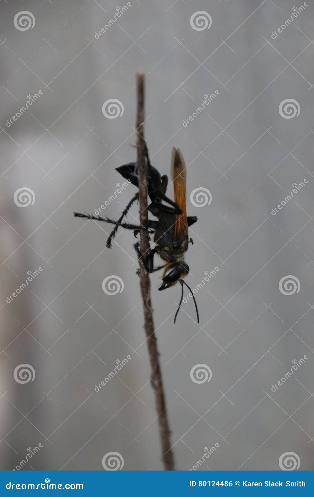 Black Wasp stock photo. Image of nature, wildlife, fauna - 80124486