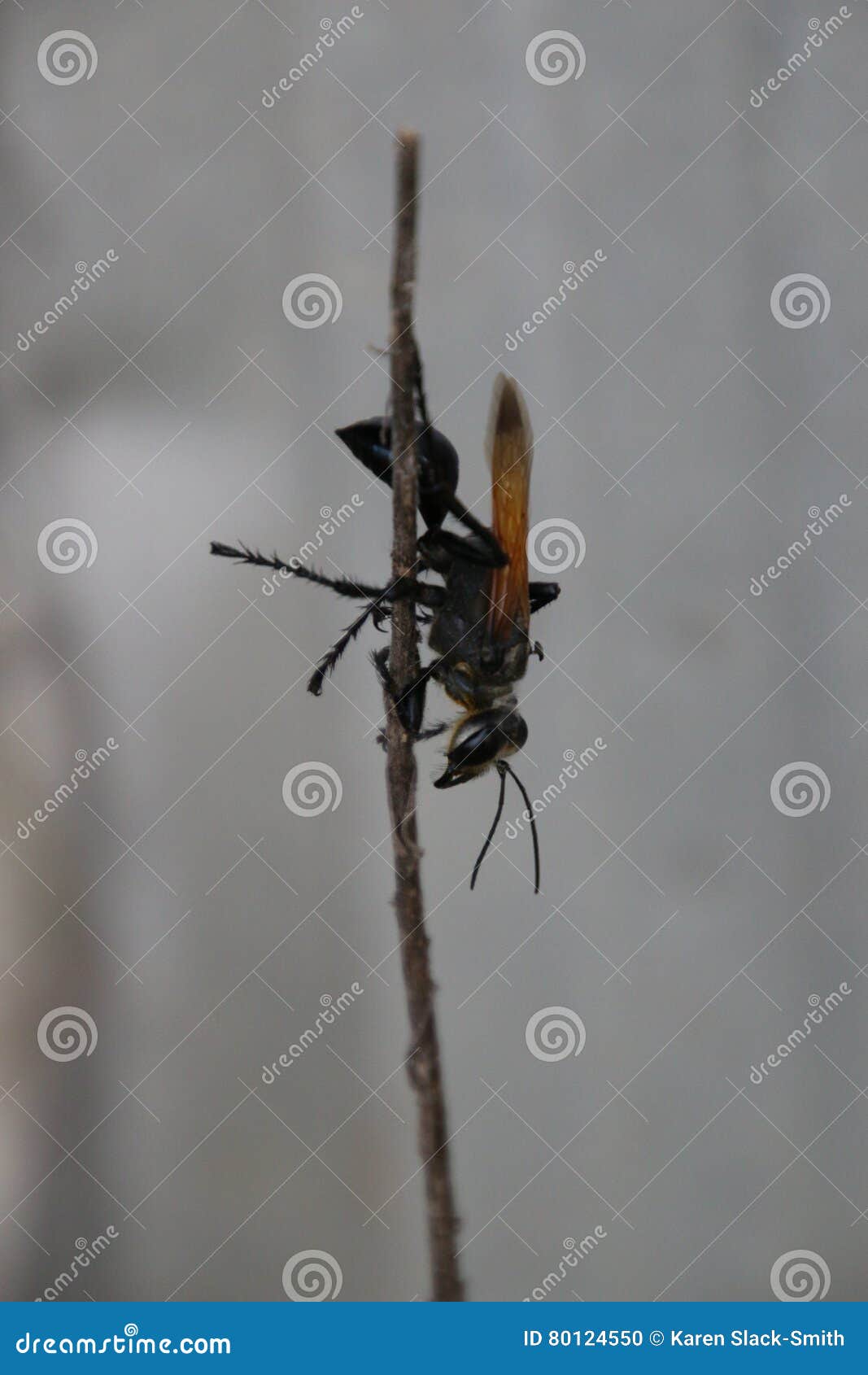 Black Wasp stock photo. Image of australia, nature, australian - 80124550
