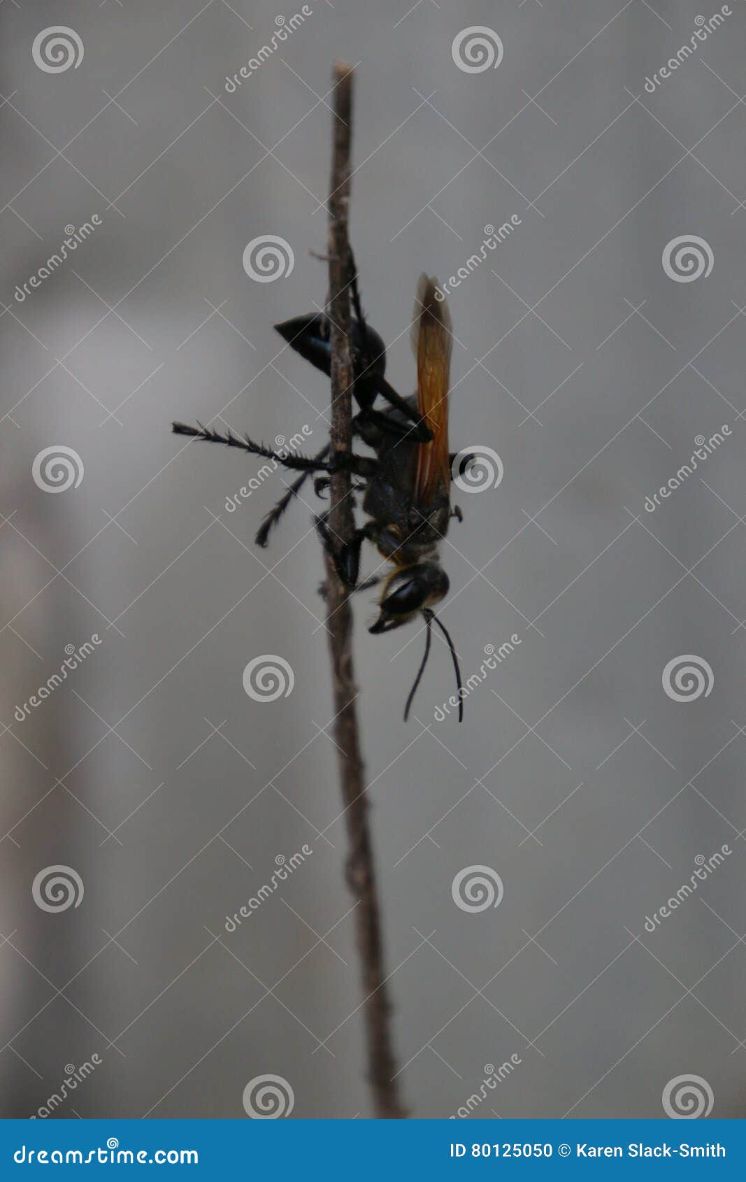 Black Wasp stock photo. Image of silk, australian, insects - 80125050