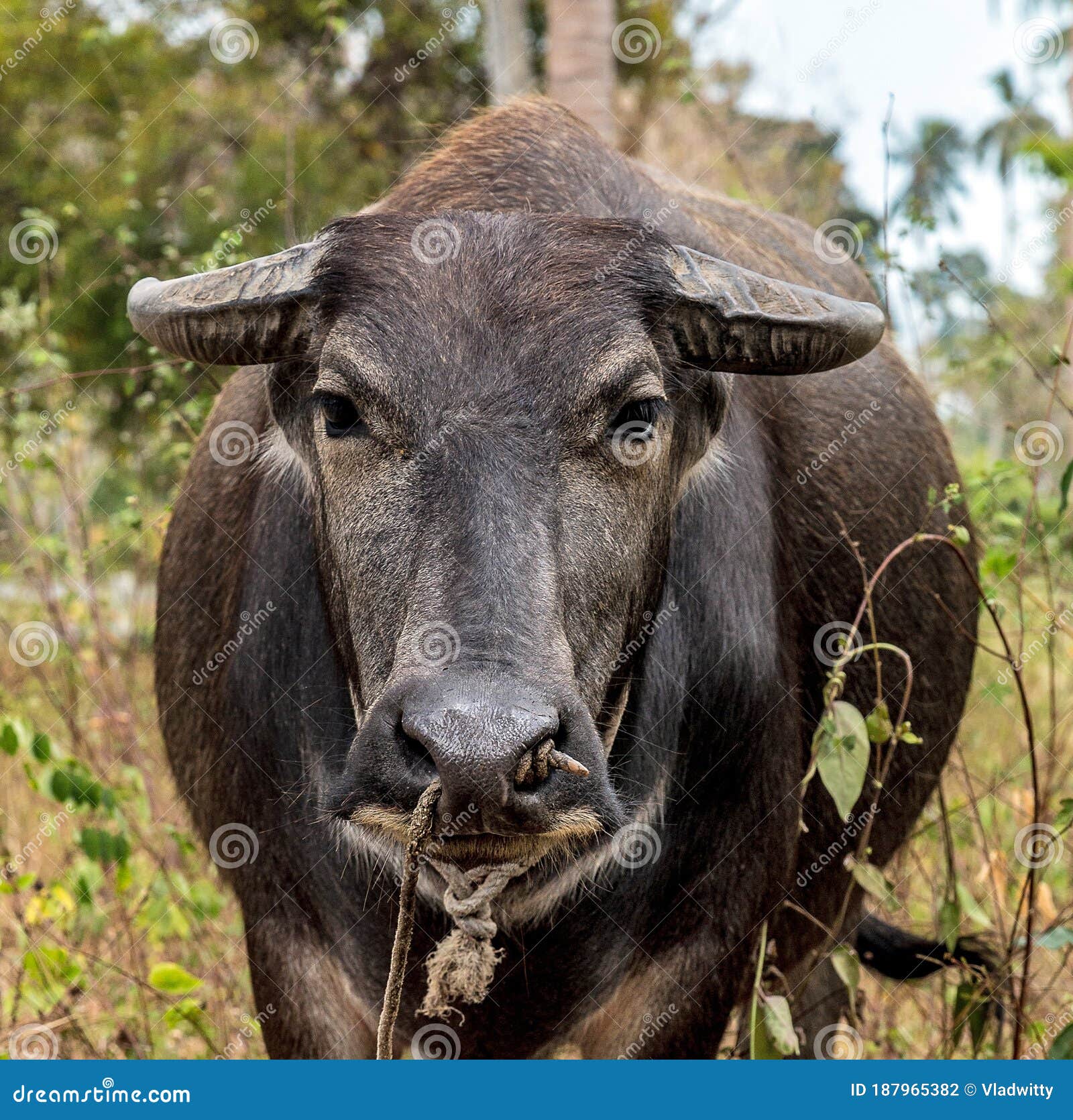 Black Water Buffalo or Carabao Stock Photo - Image of nature, head ...