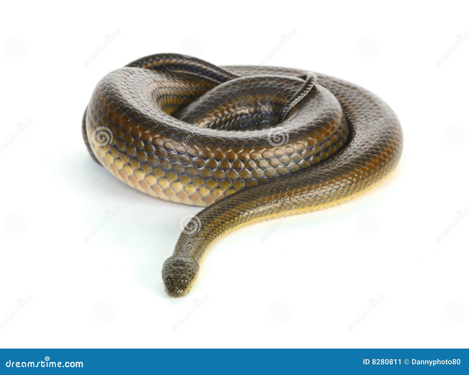 Black water snake stock image. Image of coiled, isolated - 8280811