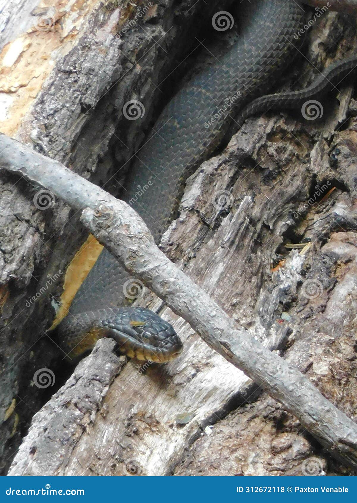Black water snake on log stock photo. Image of water - 312672118