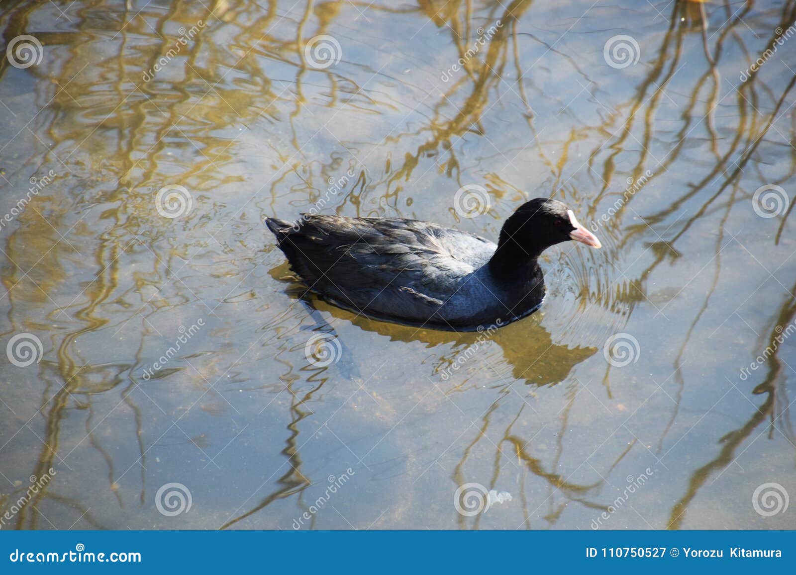 Coot stock image. Image of field, wildlife, coot, black - 110750527