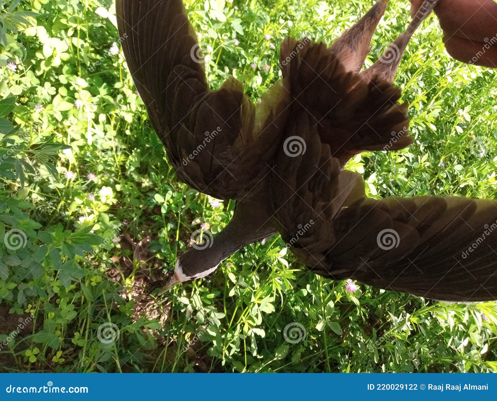 Black waterhen flying stock photo. Image of animal, jungle - 220029122