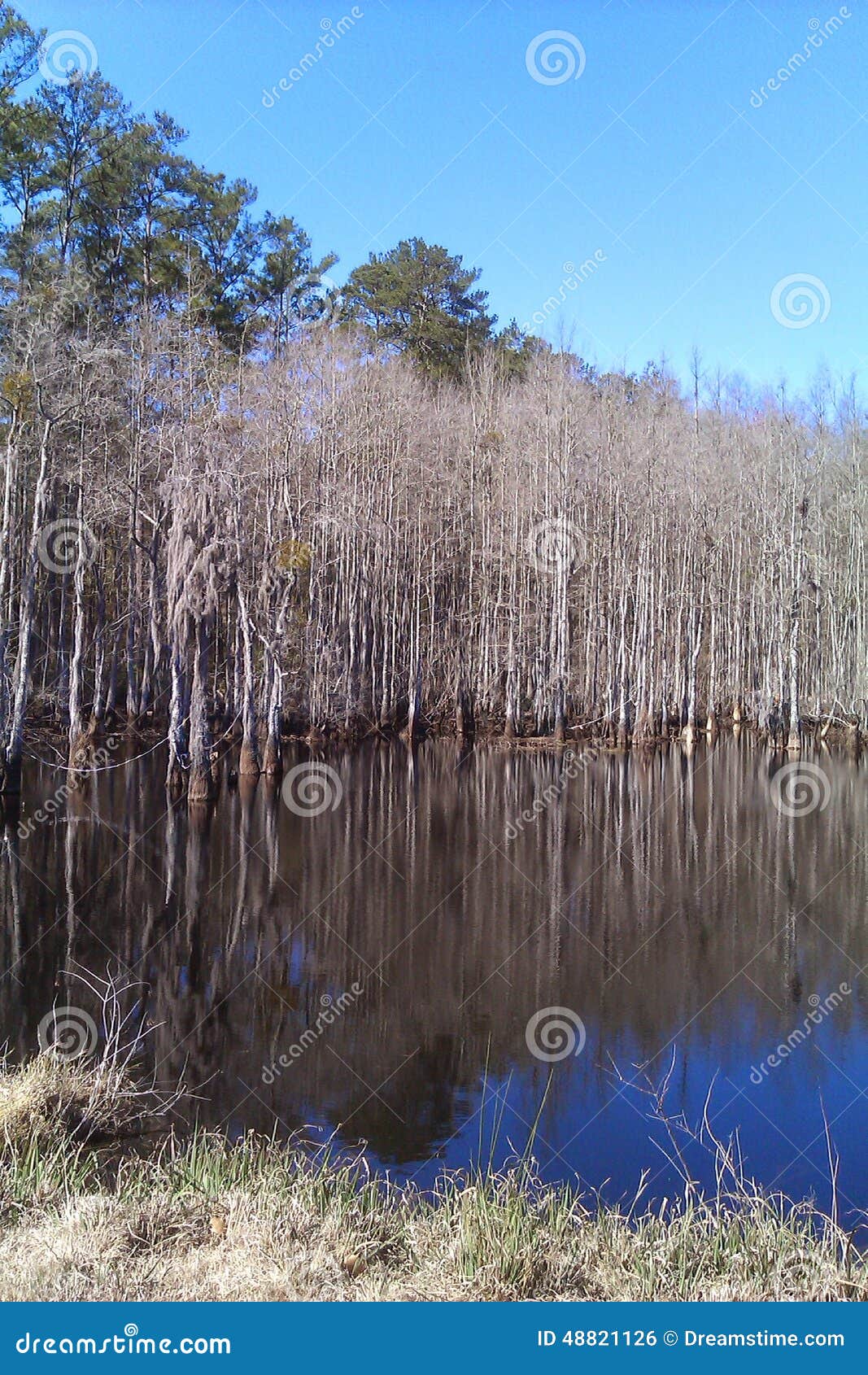 Black Watet stock photo. Image of trees, black, marsh - 48821126