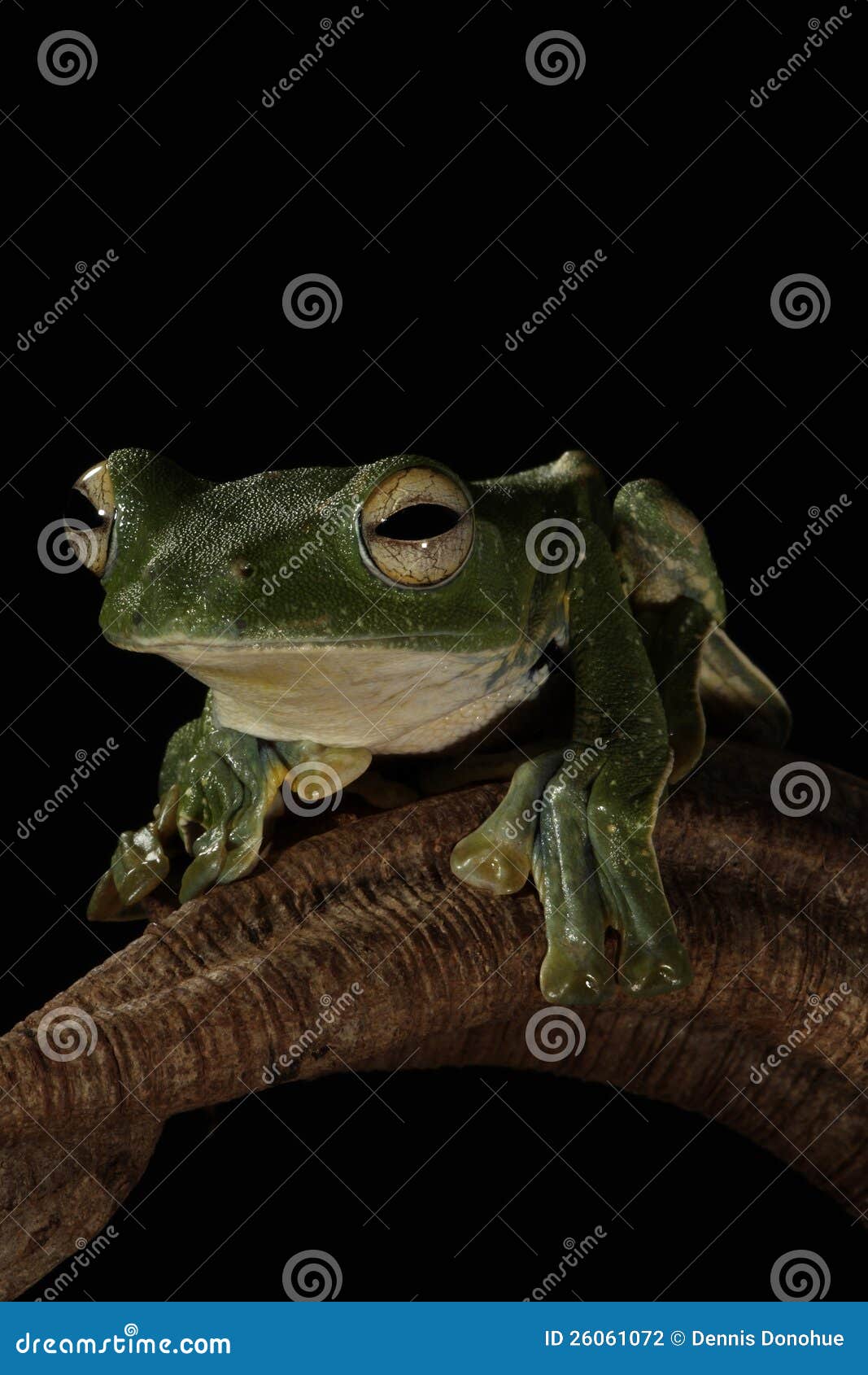 Black Webbed Glider Tree Frog Stock Photo - Image of eyes, reed: 26061072