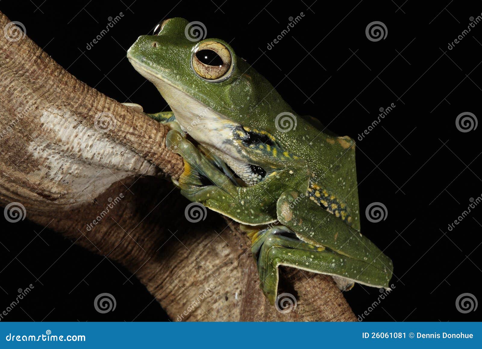 Black Webbed Glider Tree Frog Stock Image - Image of central, eyes ...