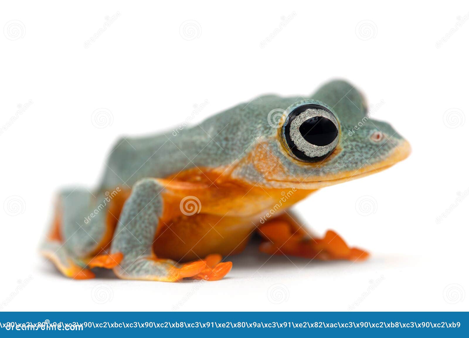 Black-webbed Tree Green Flying Frog Isolated on White Background Stock ...