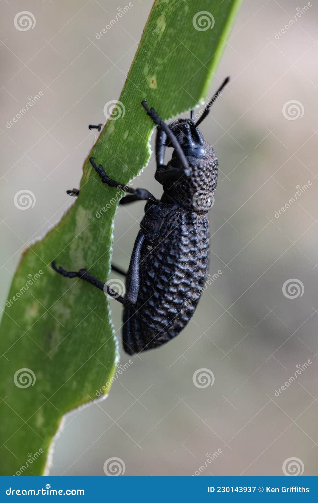 Black Weevil Beetle stock image. Image of leaf, insect - 230143937