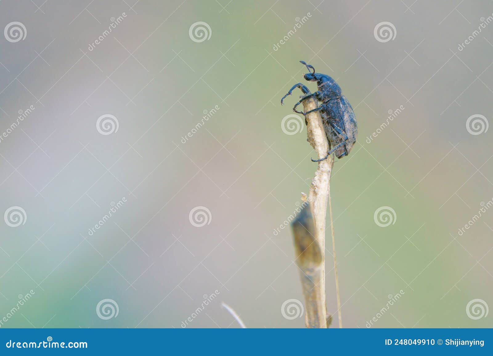 Black weevil stock photo. Image of insect, closeup, detail - 248049910
