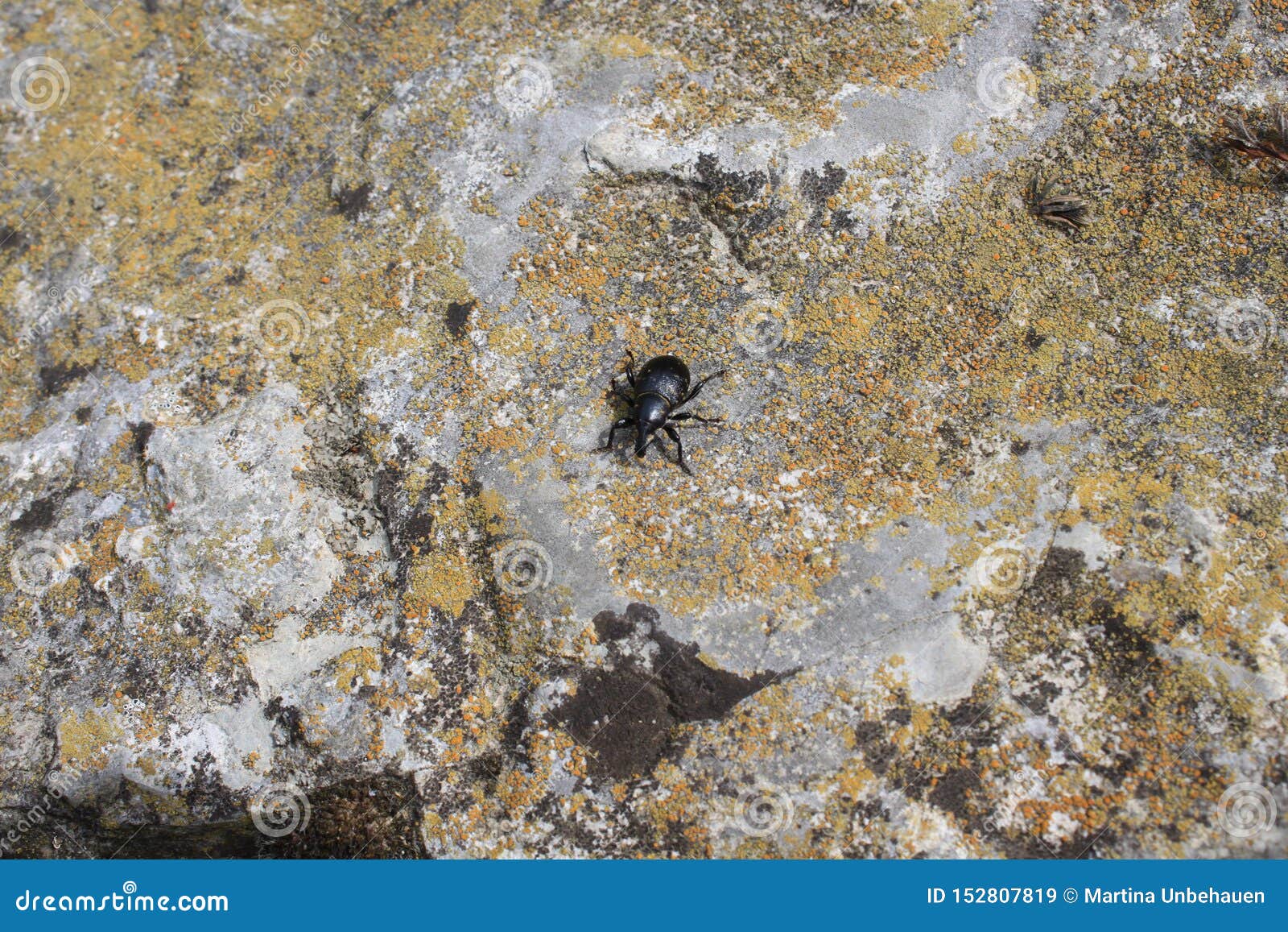 Black weevil on a stone stock image. Image of natural - 152807819