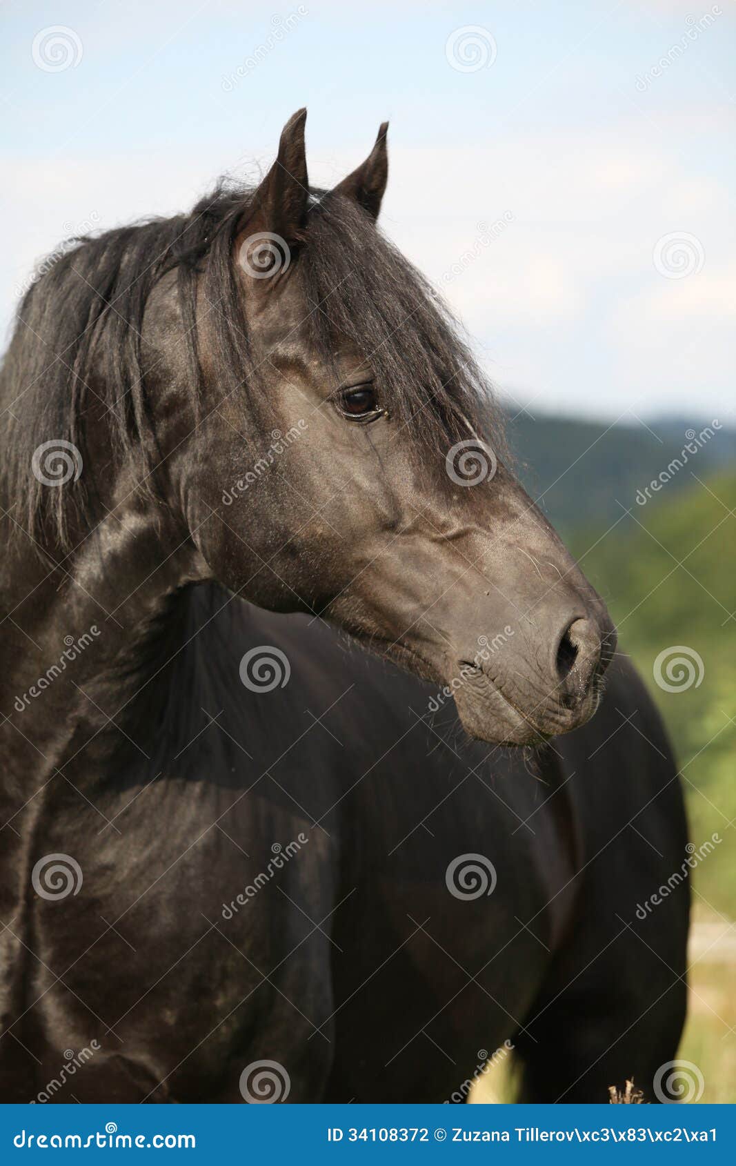 Black welsh cob stock photo. Image of standing, pony - 34108372