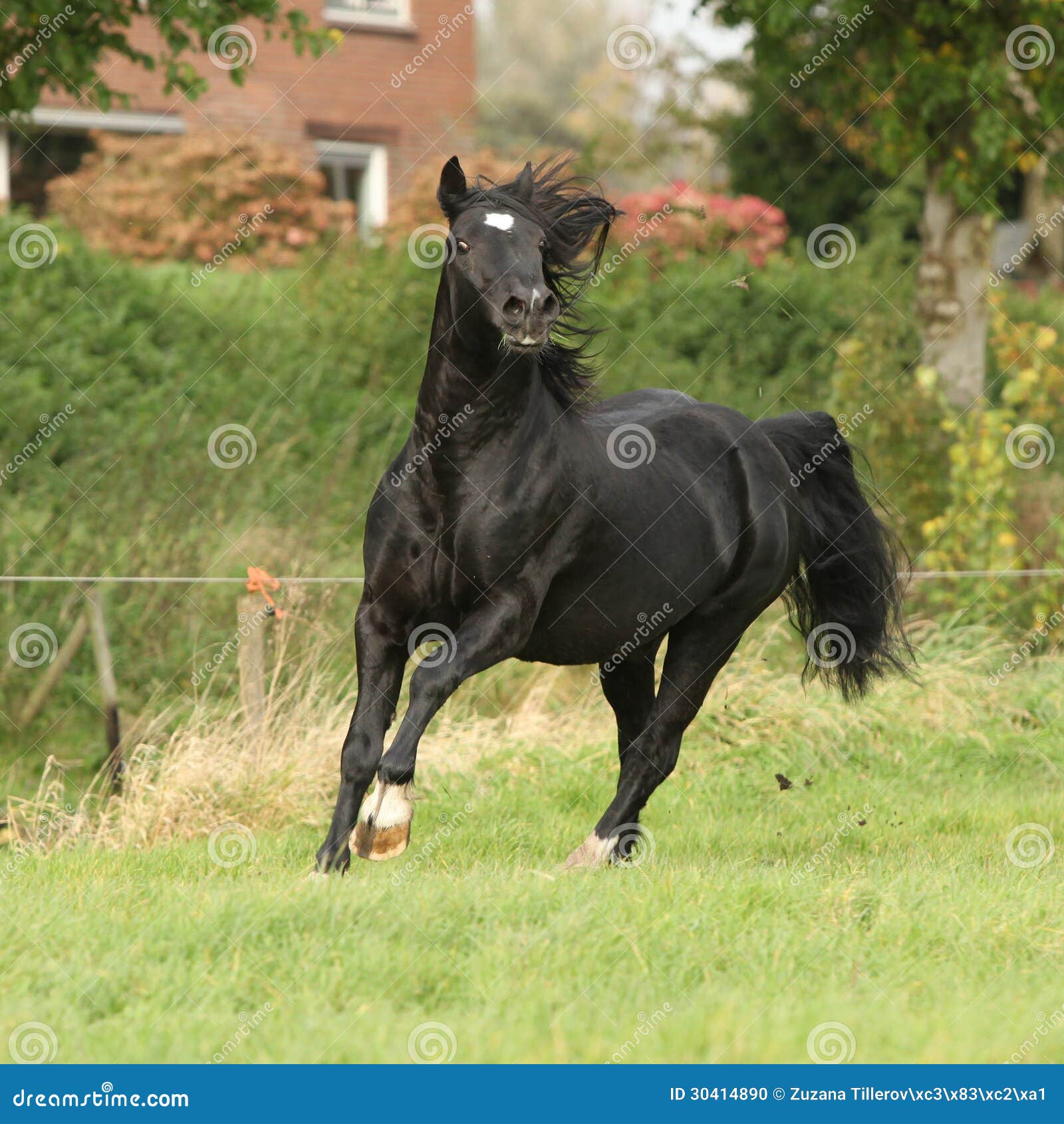 Black Welsh Cob Running on Pasturage Stock Photo - Image of horse ...
