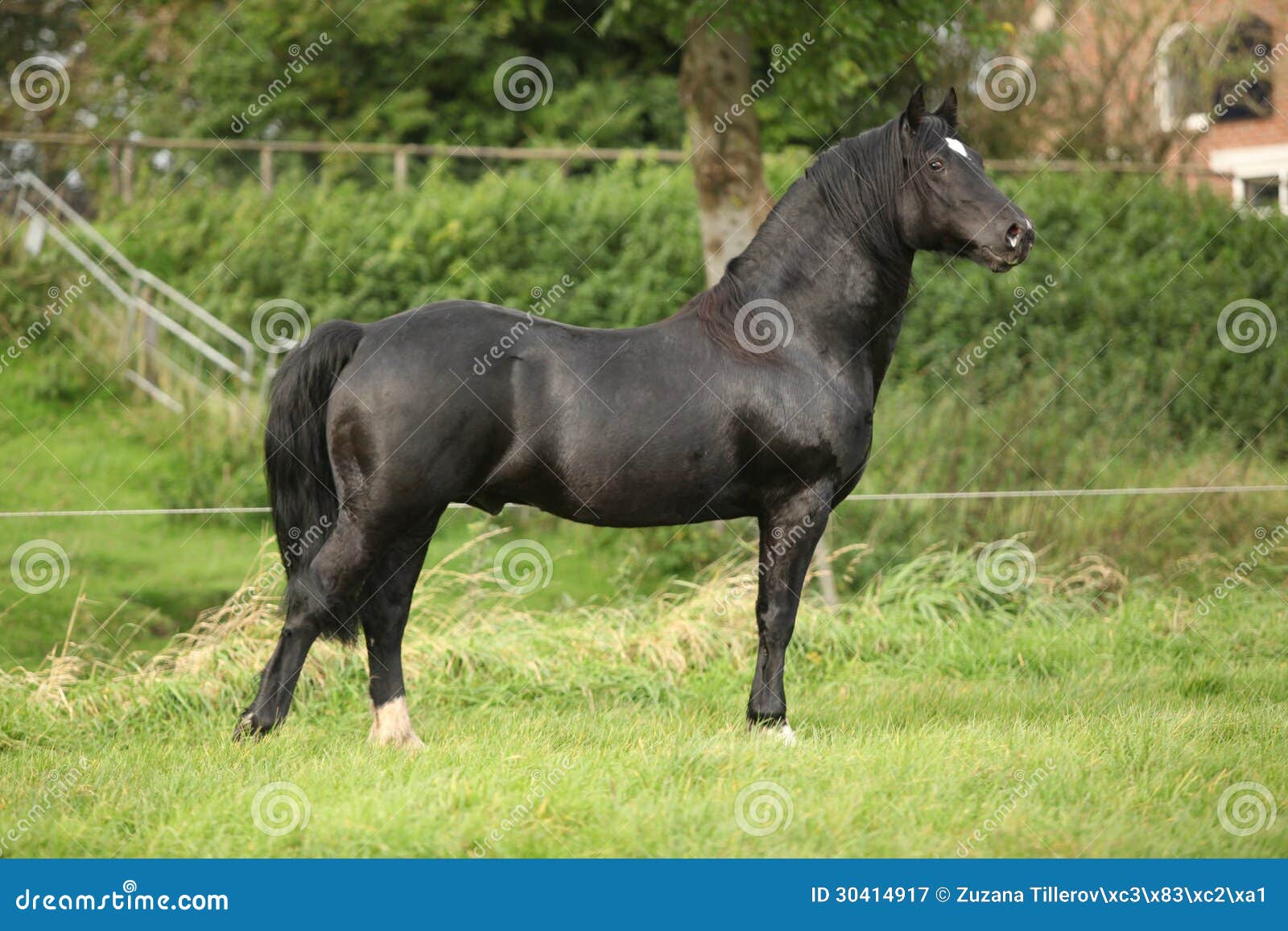 Black welsh cob stallion stock image. Image of outside - 30414917