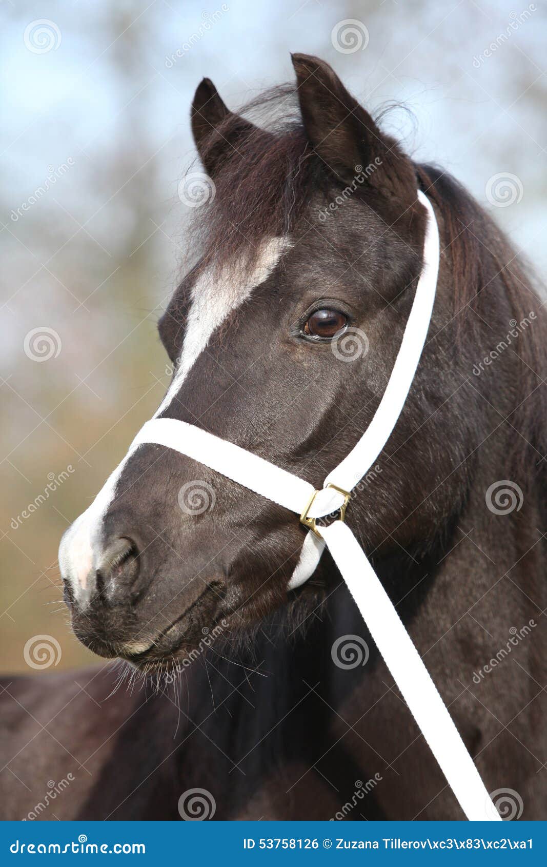 Black welsh mountain pony stock photo. Image of pasturage - 53758126