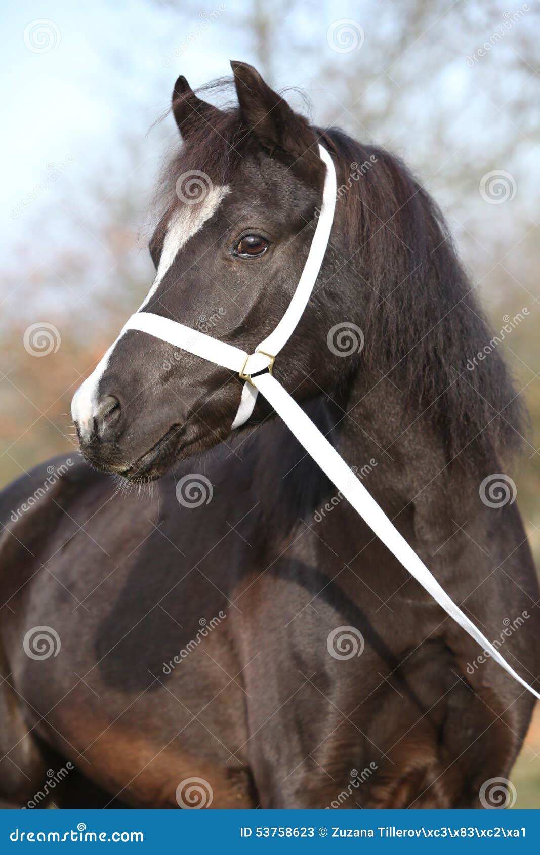 Black welsh mountain pony stock image. Image of horse - 53758623