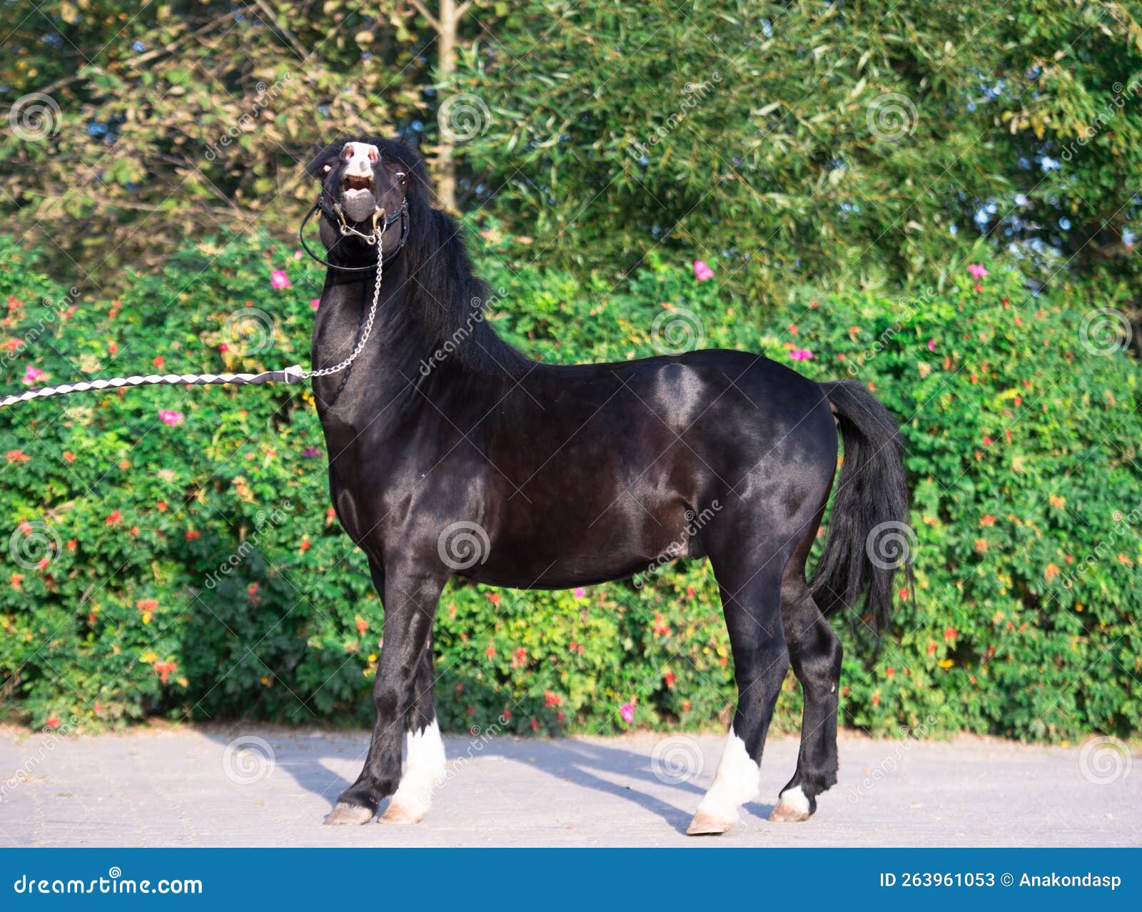 Black Welsh Pony in Emotion Stock Image - Image of beautiful, portrait ...