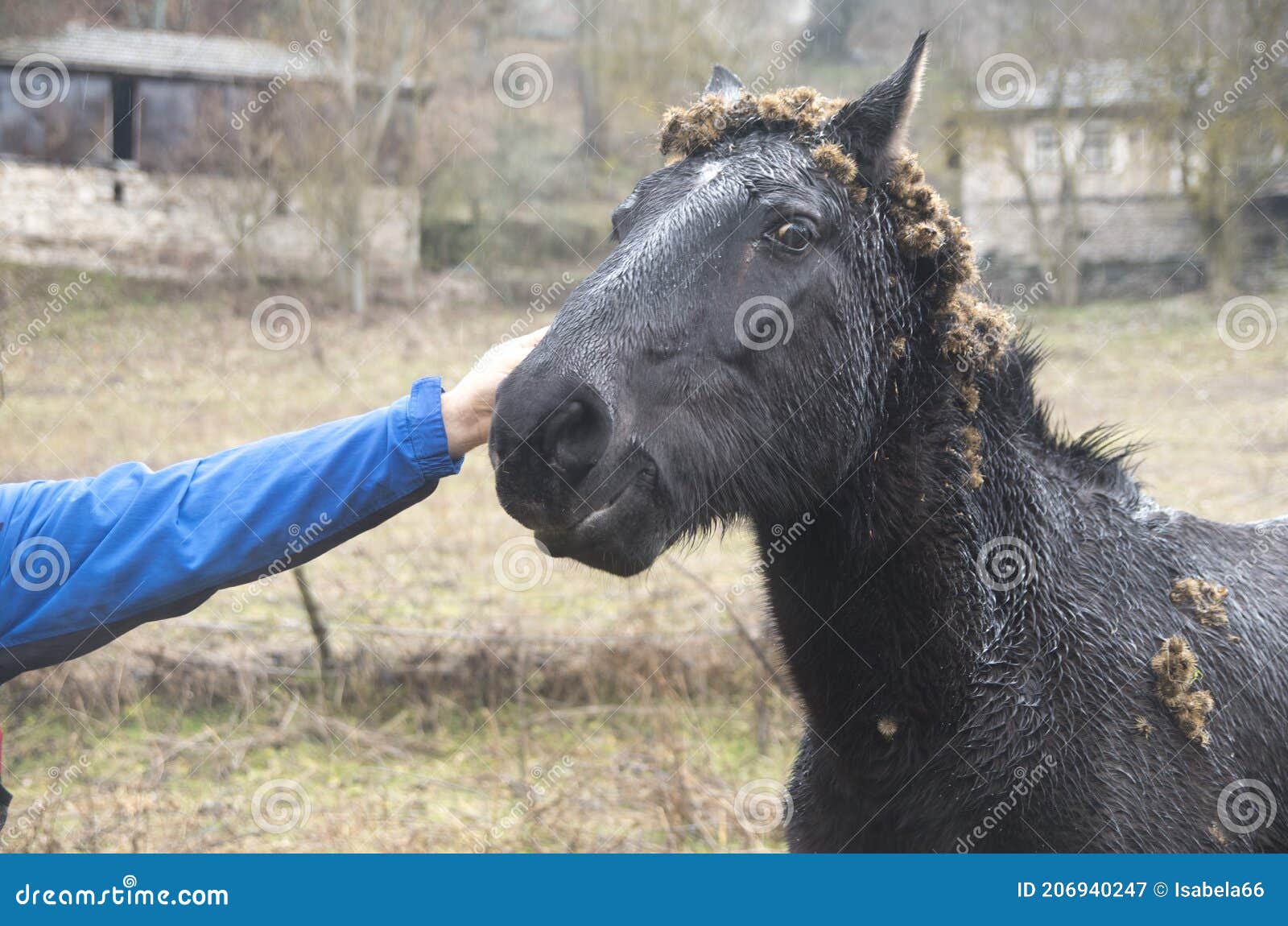 Black Wet Mule with Burdocks on the Mane and Human Hand Stock Image ...