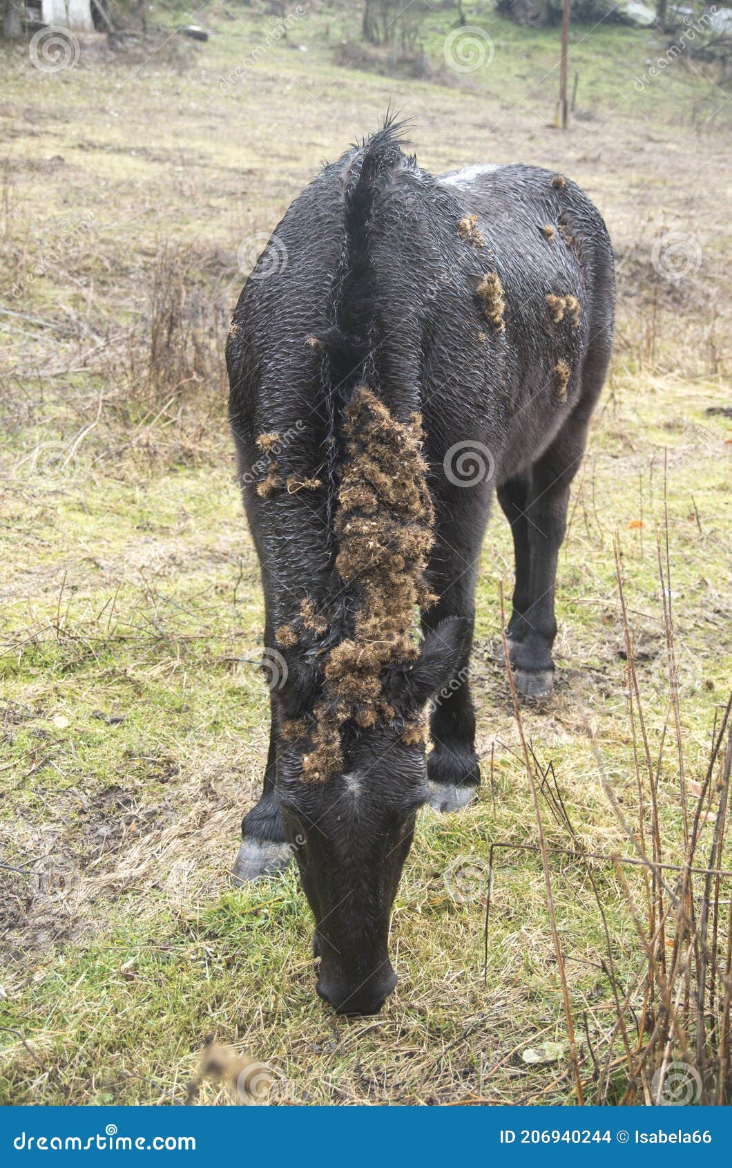 Black Wet Mule with Burdocks on the Mane Stock Photo - Image of animals ...