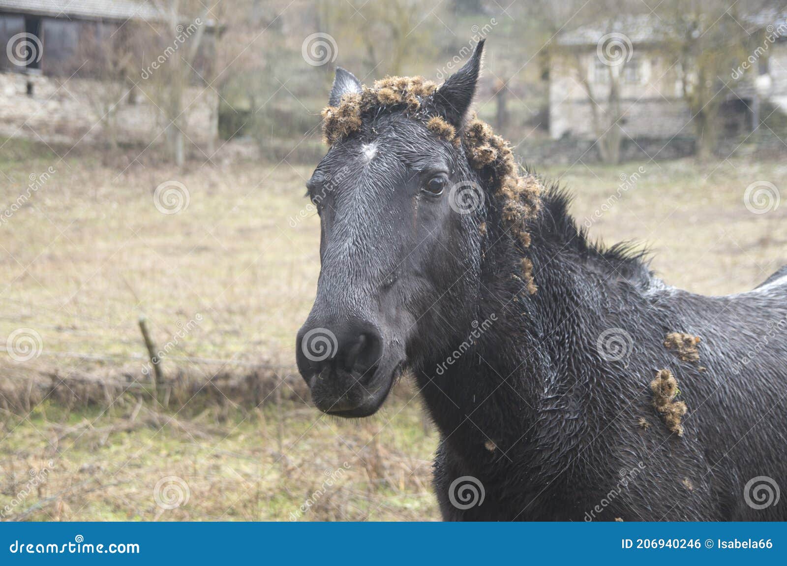 Black Wet Mule with Burdocks on the Mane Stock Photo - Image of mane ...