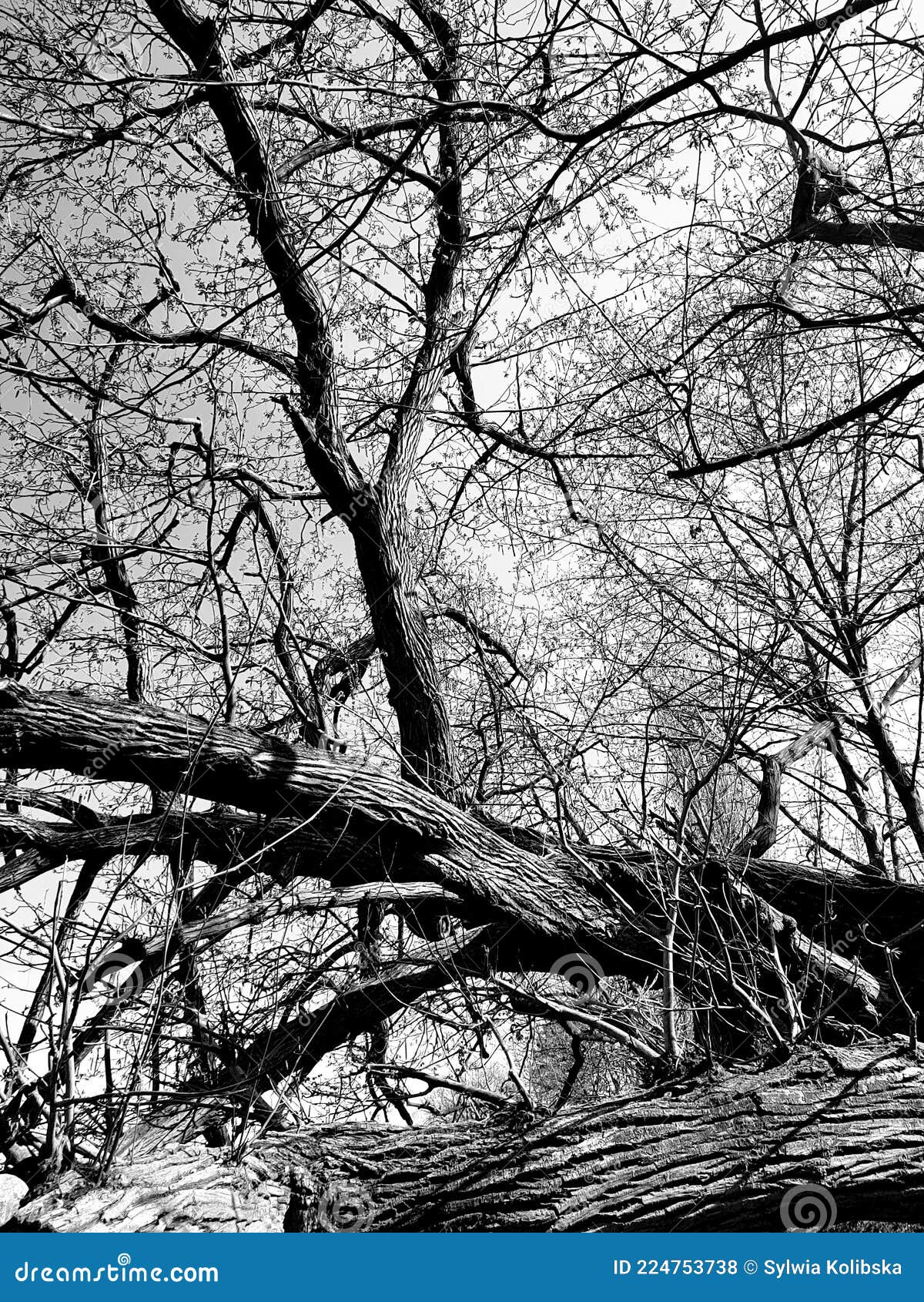 A tree without colours stock photo. Image of twig, winter - 224753738