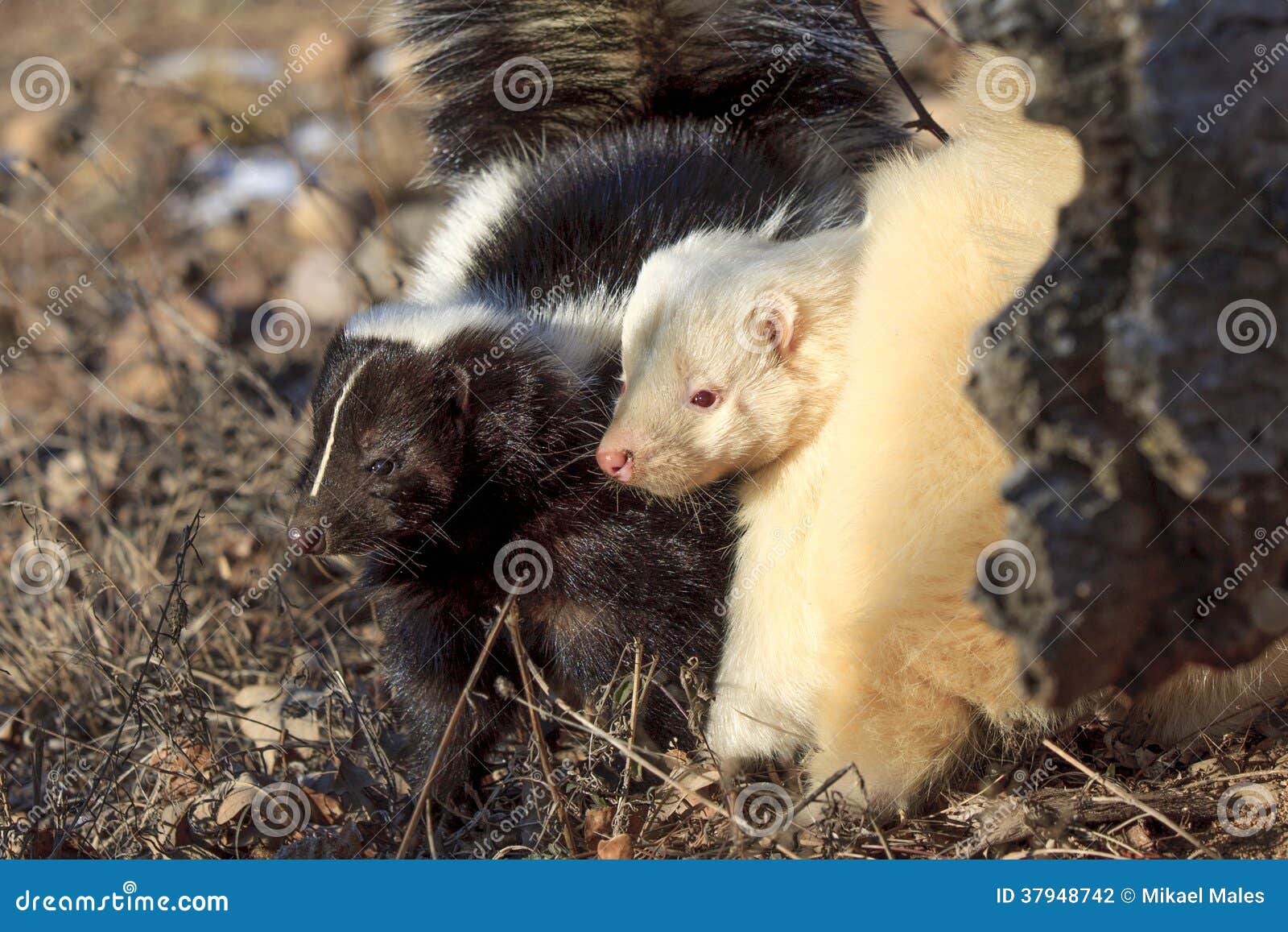 880 Black Skunk Photos - Free & Royalty-Free Stock Photos from Dreamstime