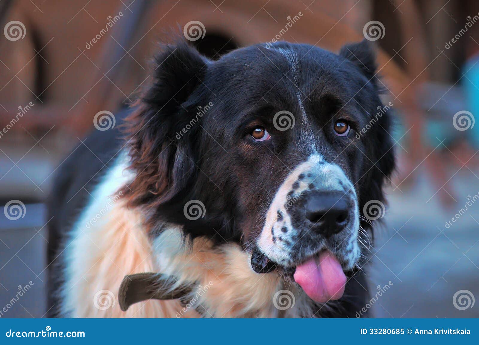 Black and white alabai stock image. Image of fear, canine - 33280685