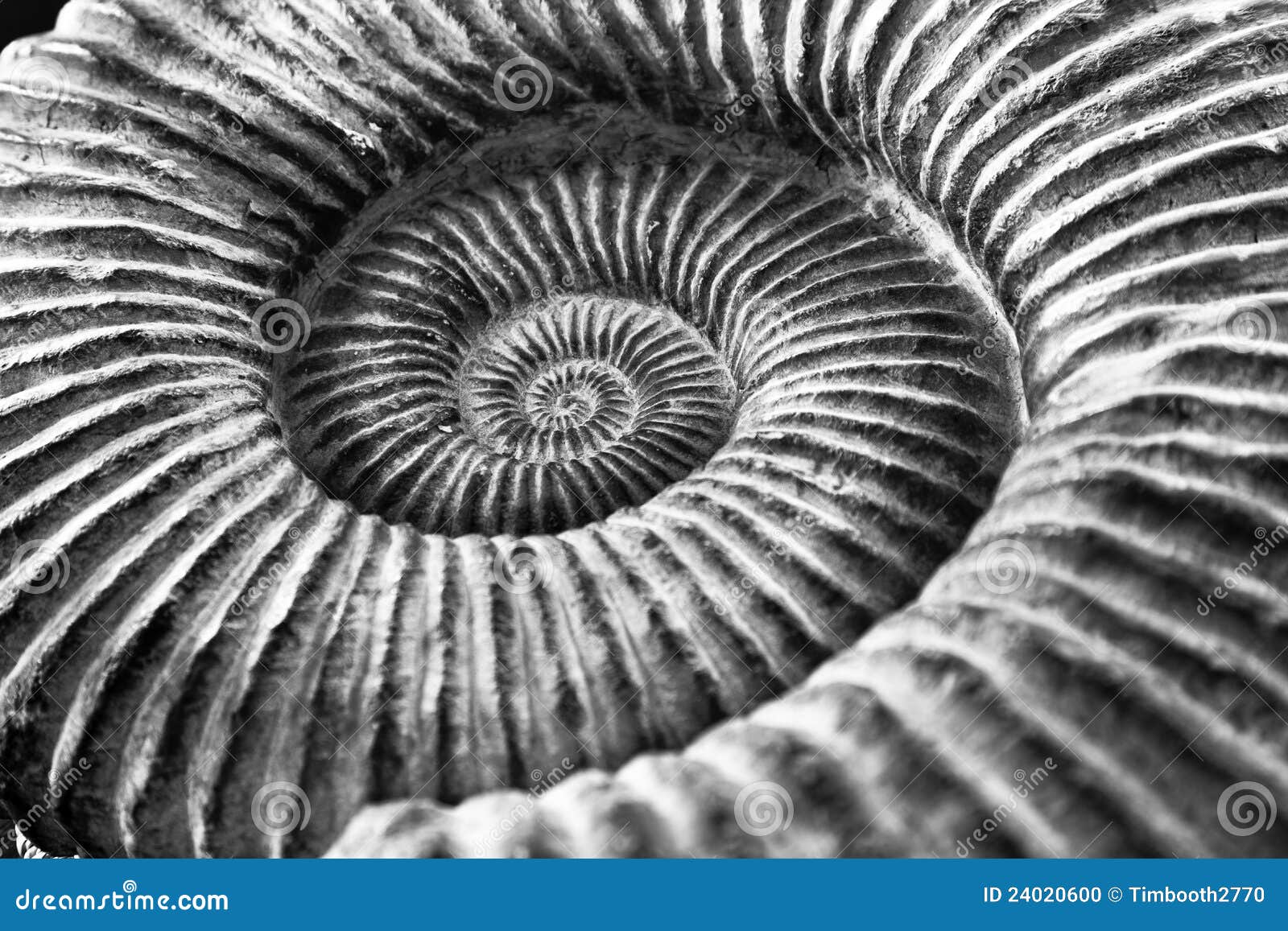 Black And White Amonite Fossil Stock Photo - Image: 24020600